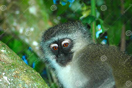 Monkey stock photo. Image of cape, monkeys, eastern, vegetarian - 2016108