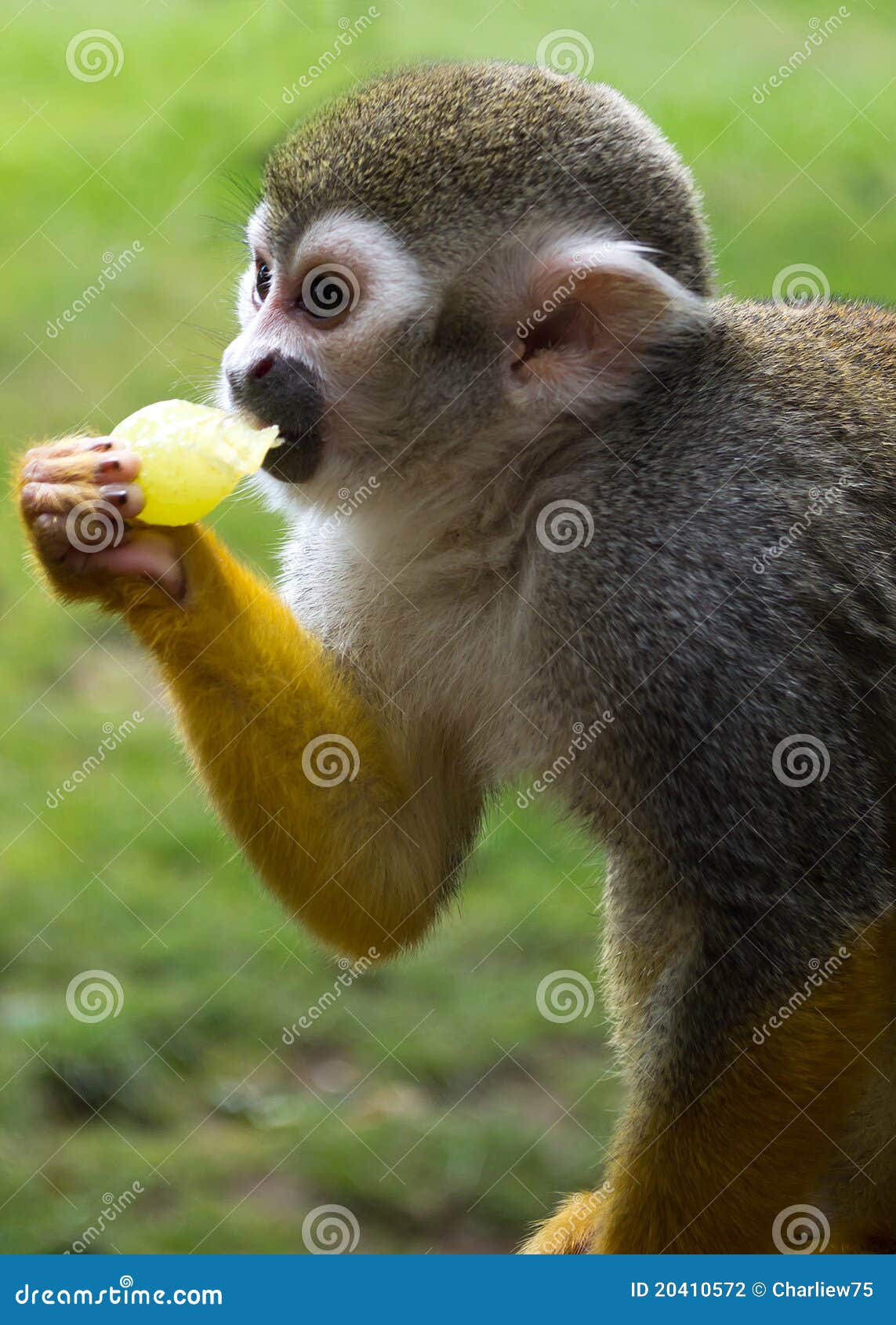 Monkey stock photo. Image of eating, animal, grape, safari - 20410572