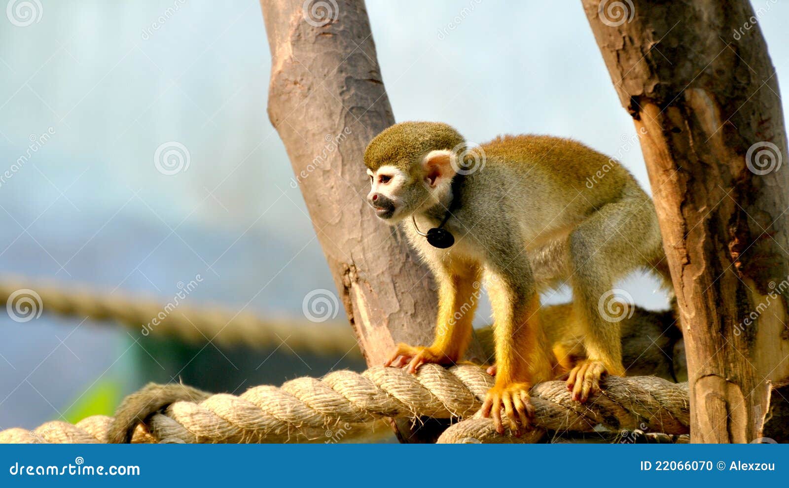 Monkey stock photo. Image of eyes, portrait, yellow, waiting - 22066070