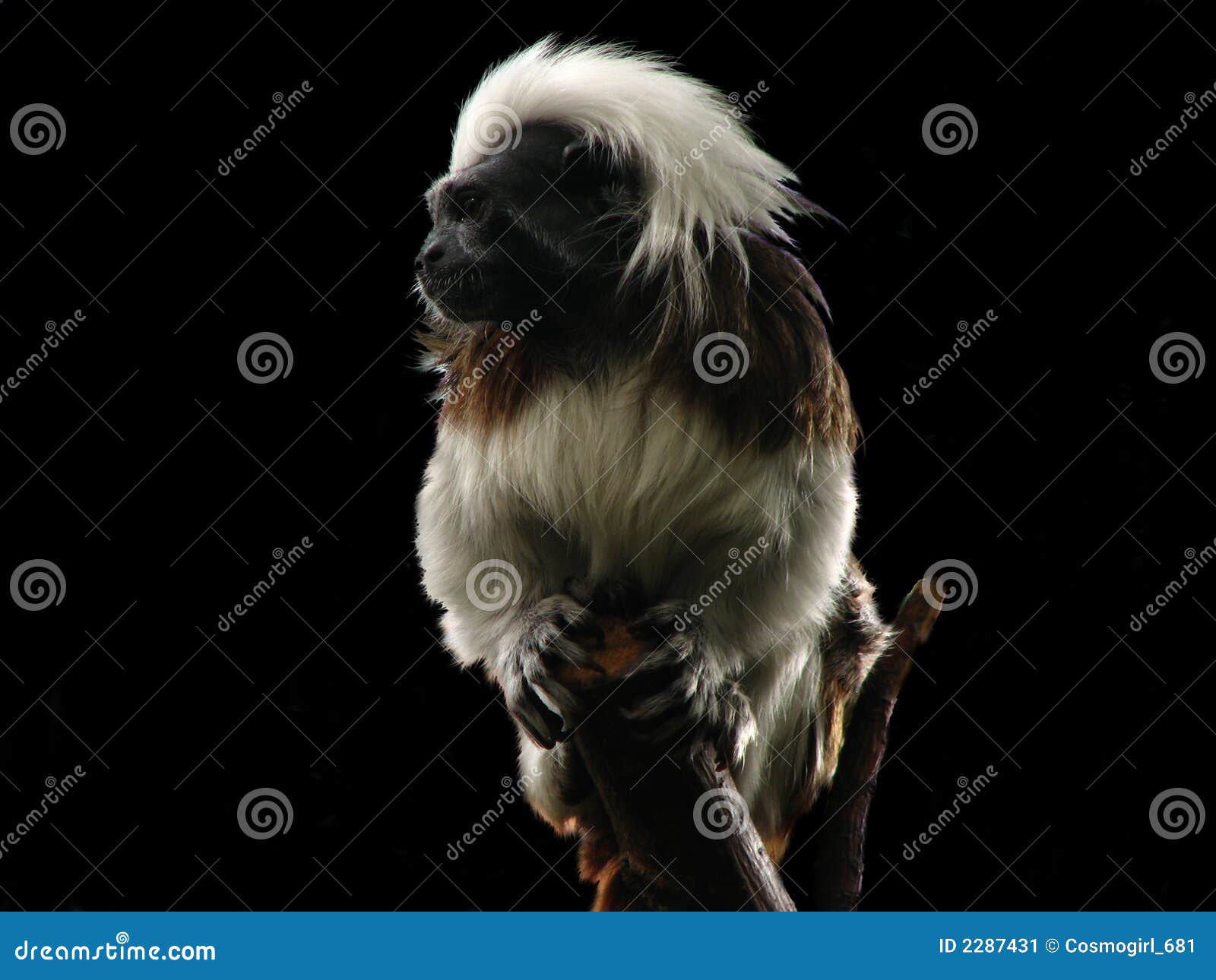 Monkey stock image. Image of igrunka, hair, gremlin, sitting - 2287431