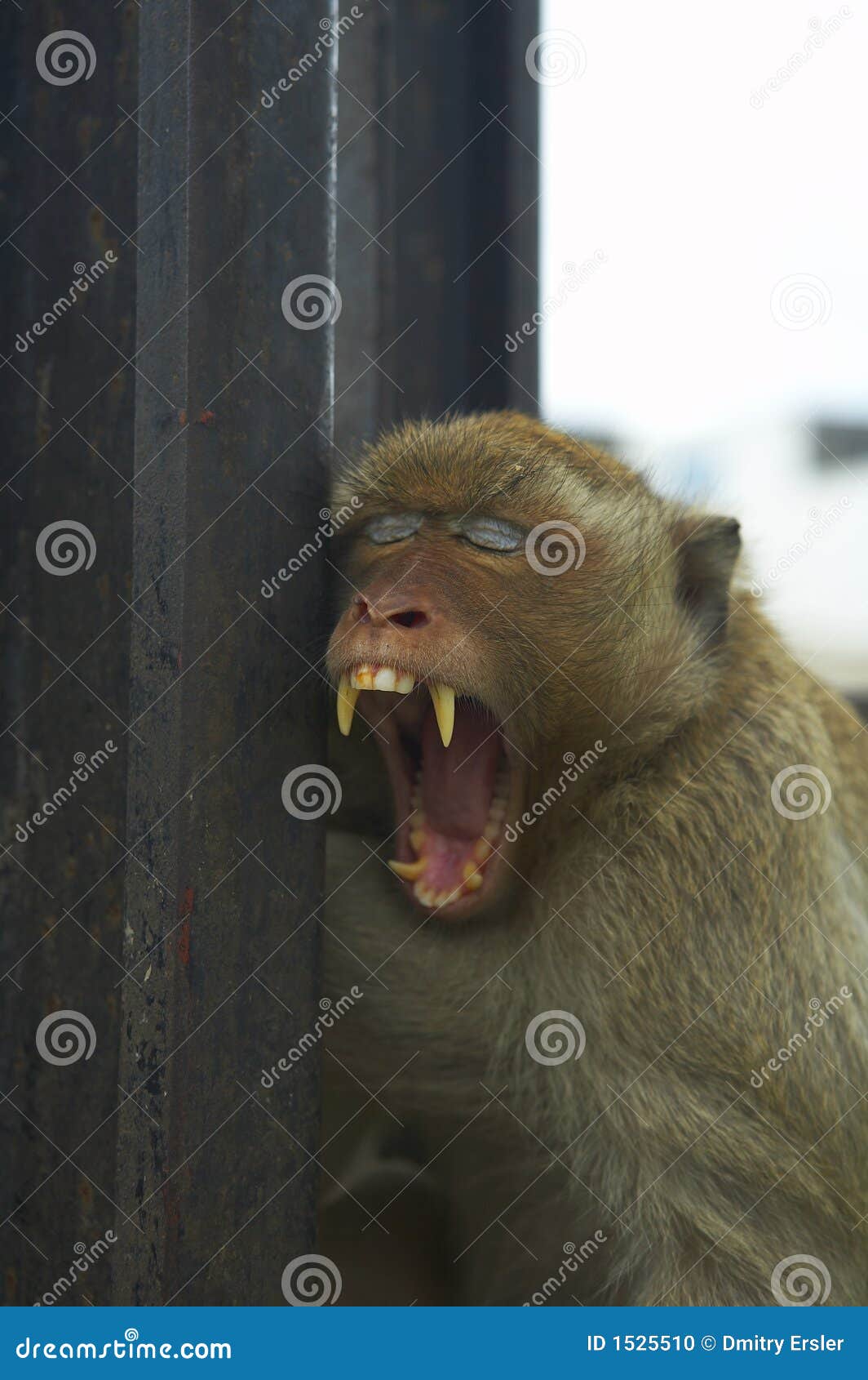 Monkey-24 stock photo. Image of simian, marmoset, monkey - 1525510