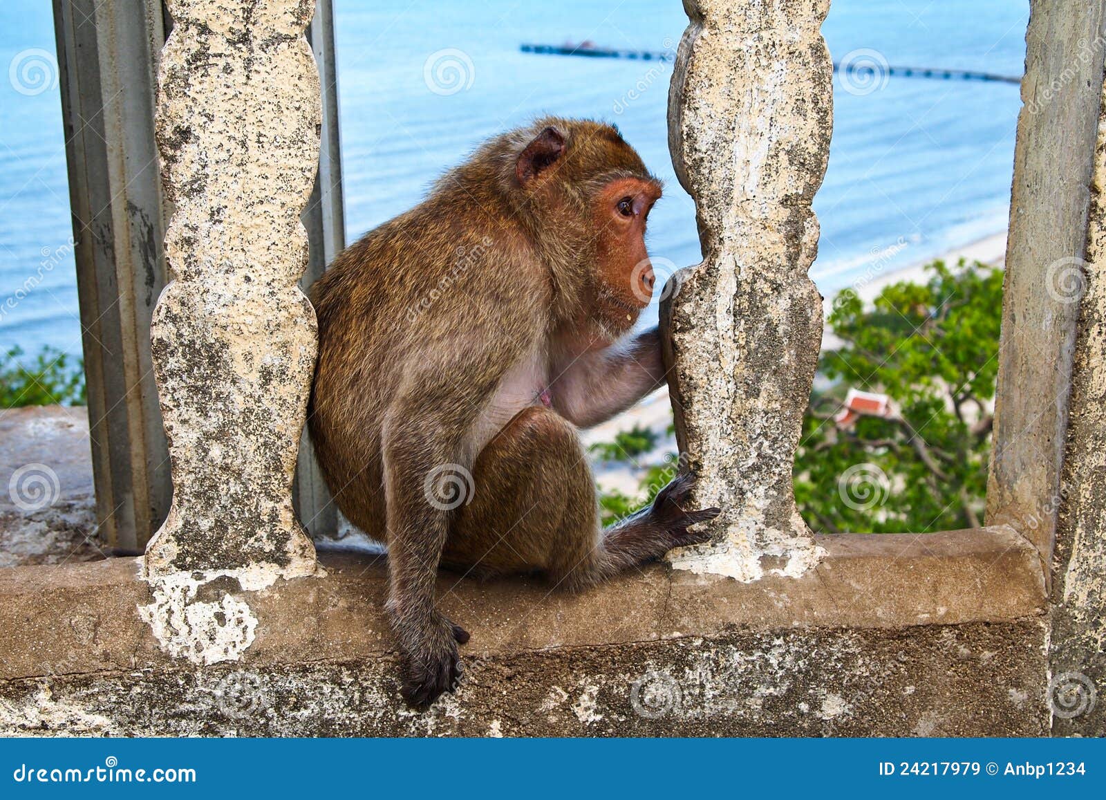 Monkey stock image. Image of primitive, expression, mother - 24217979