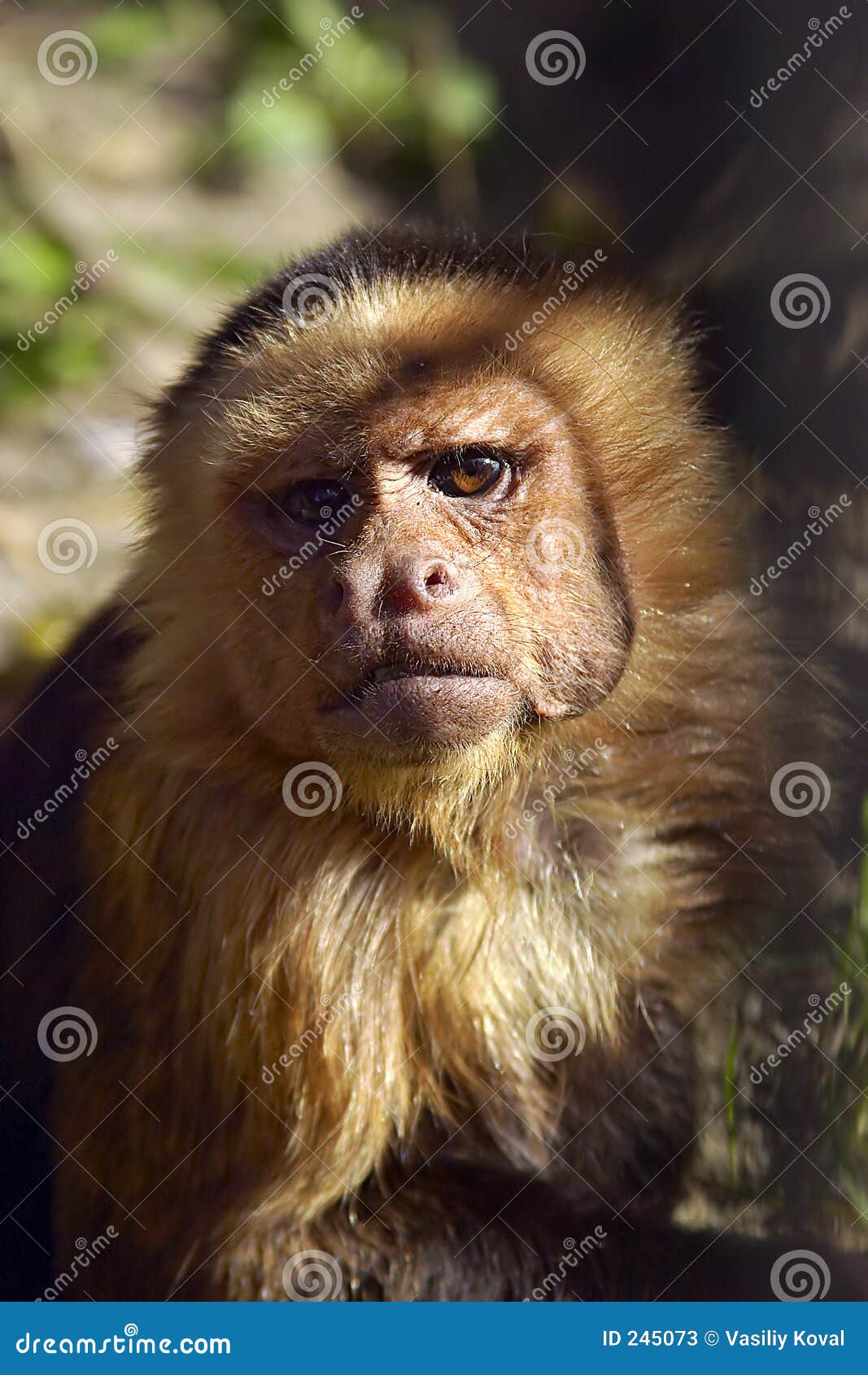 Monkey stock image. Image of beast, novosibirsk, russia - 245073