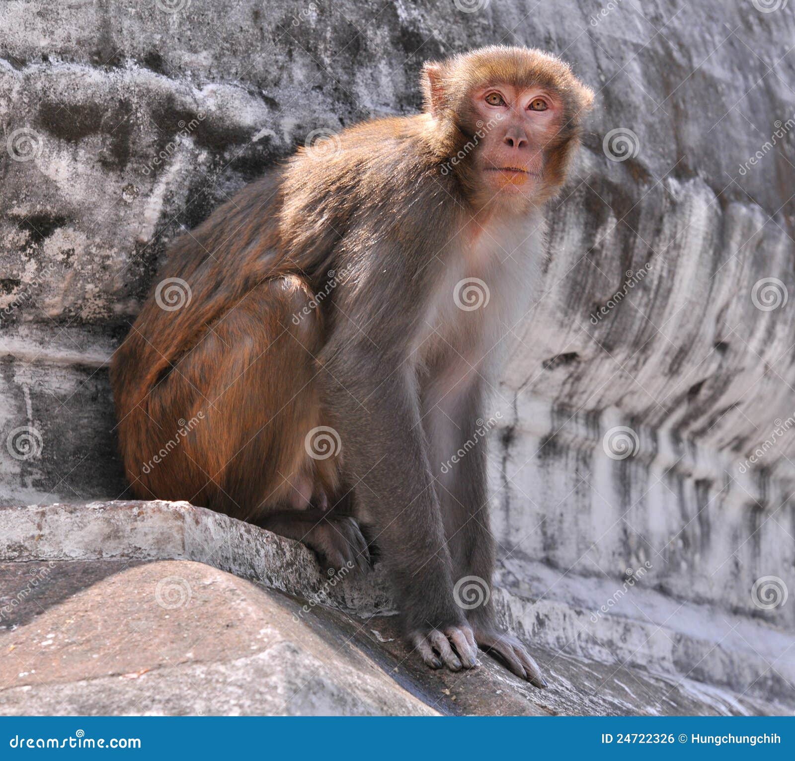 Monkey stock photo. Image of hanuman, hair, brown, hairy - 24722326