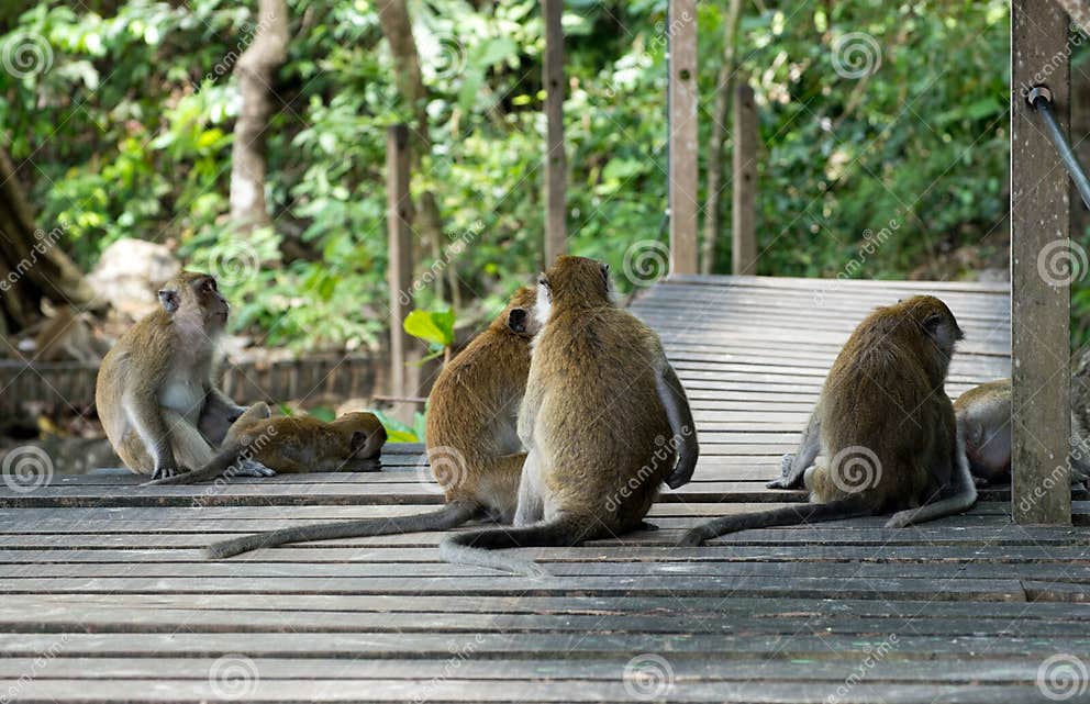 Monkey stock photo. Image of family, mother, female, simian - 25142684