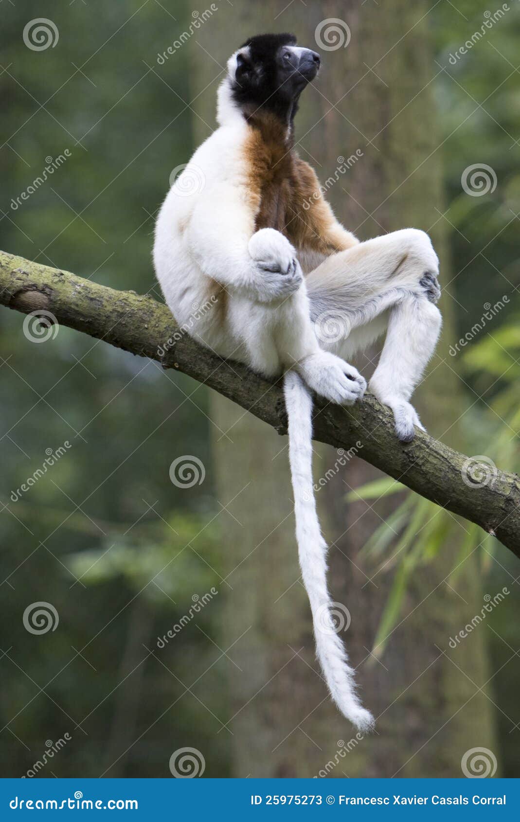 Monkey stock image. Image of blue, monkey, tail, face - 25975273