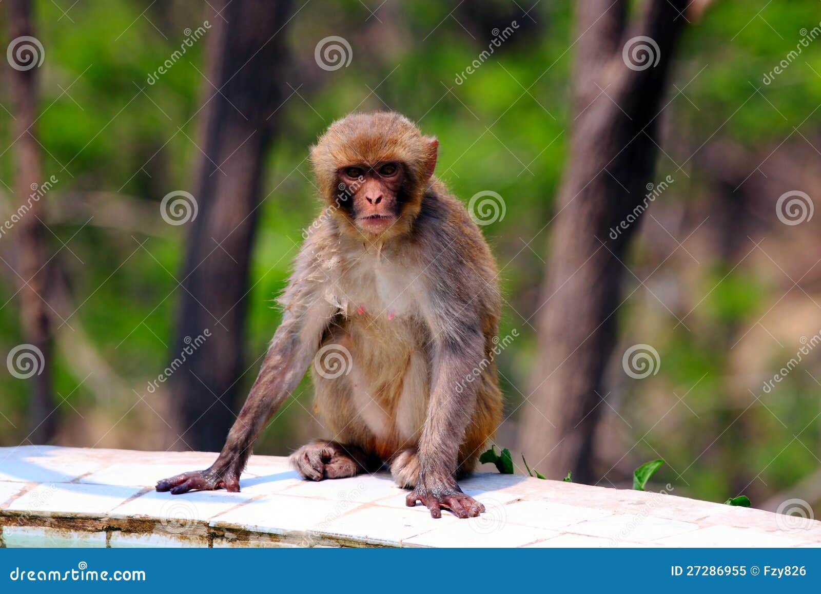 Monkey stock image. Image of alone, primates, observation - 27286955