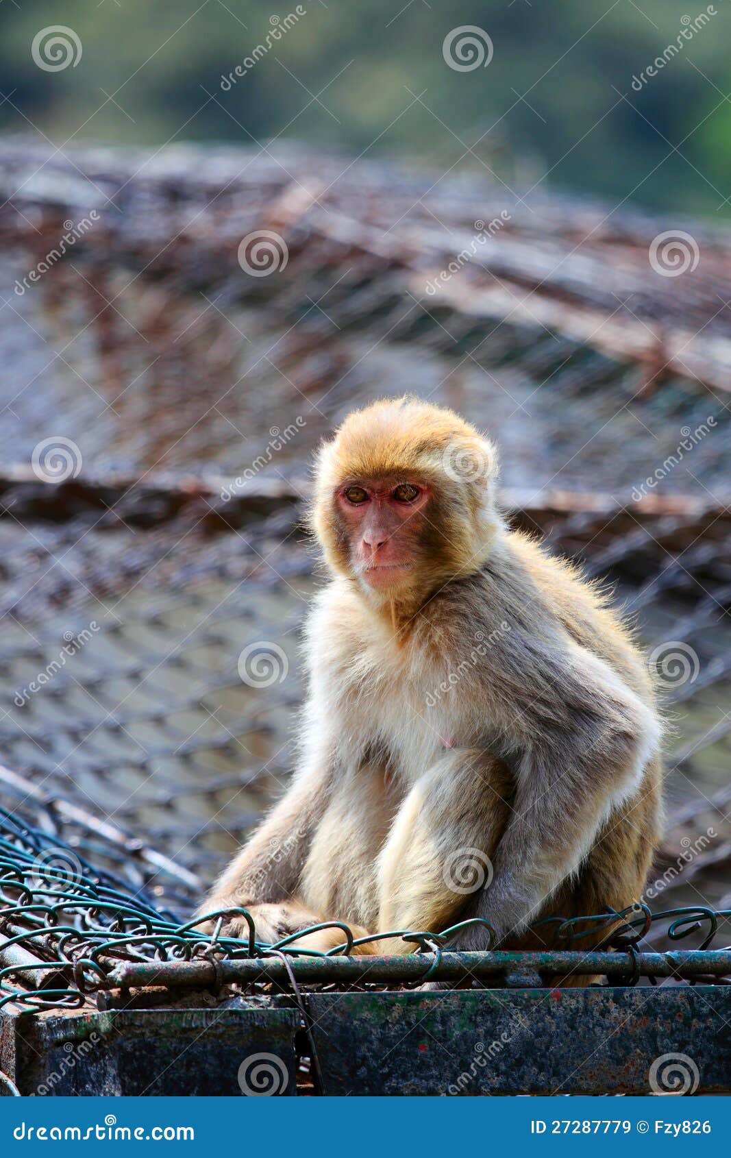 Monkey stock image. Image of alone, observation, backlight - 27287779