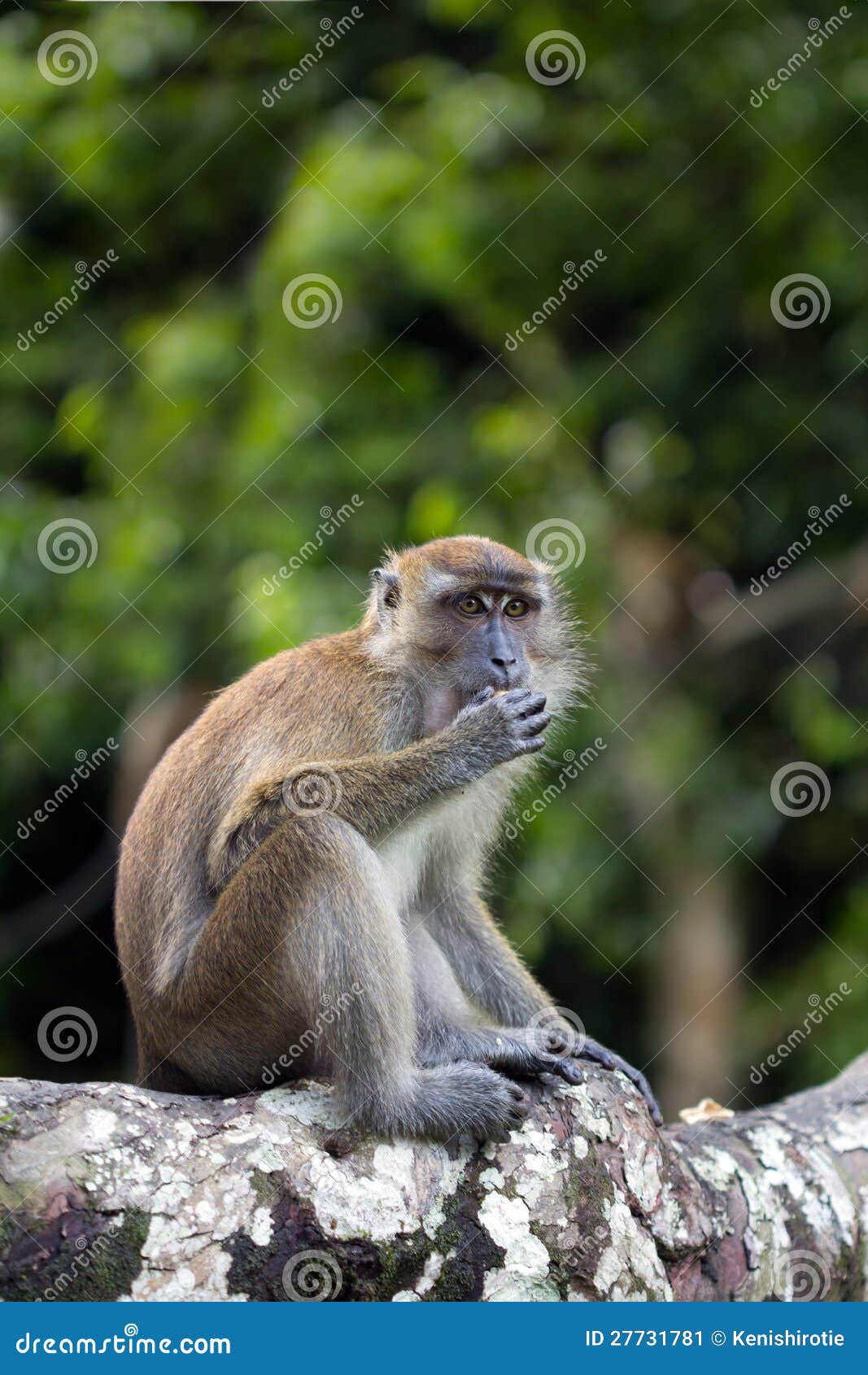 Monkey stock image. Image of endangered, crunching, eating - 27731781