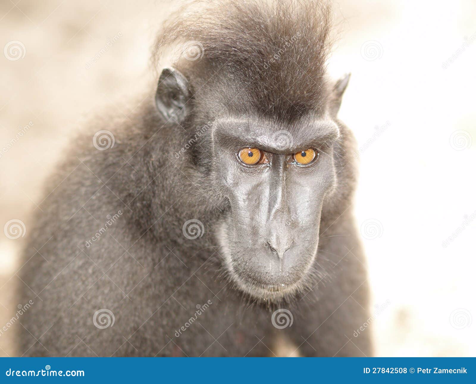 Monkey stock photo. Image of animal, eyes, wild, mammal - 27842508