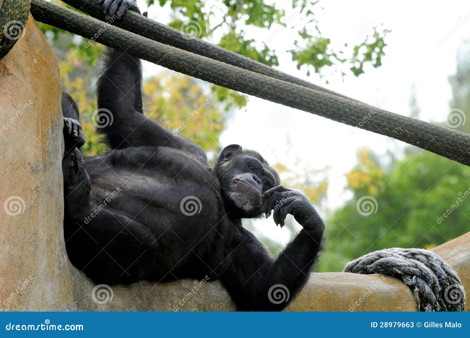 Monkey stock image. Image of chimp, wild, habitat, legs - 28979663