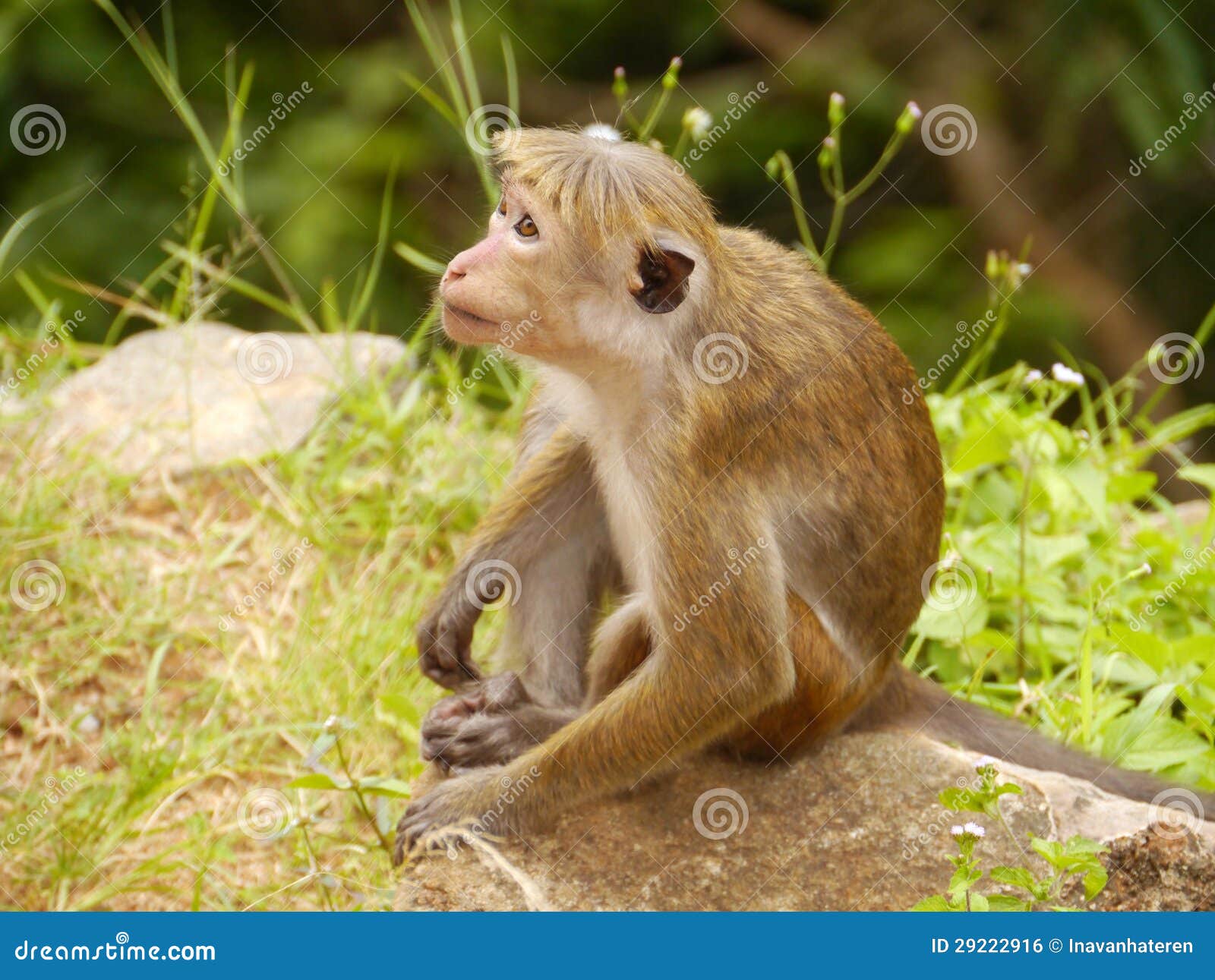 Monkey stock photo. Image of oriental, holidays, adventure - 29222916