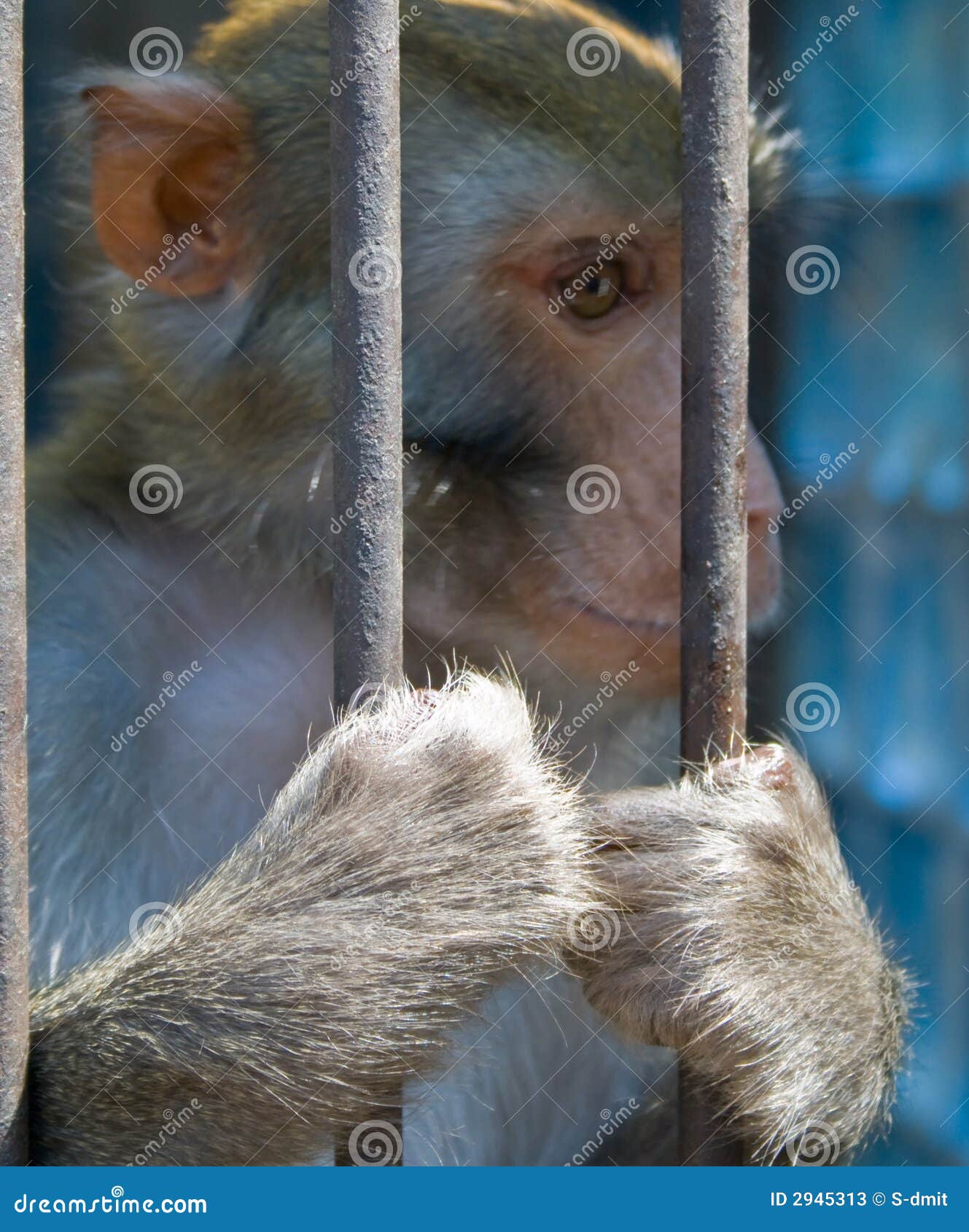1,748 Prison Monkey Stock Photos - Free & Royalty-Free Stock Photos ...