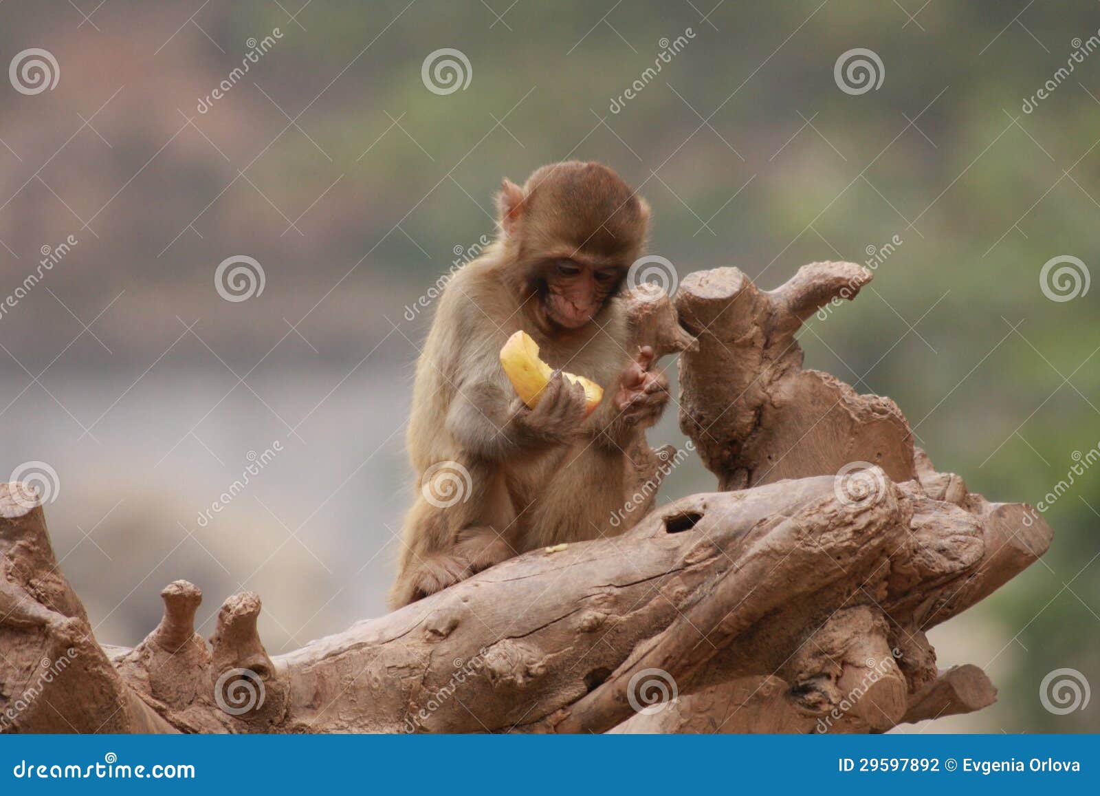 Monkey stock photo. Image of mammals, horizontal, concepts - 29597892