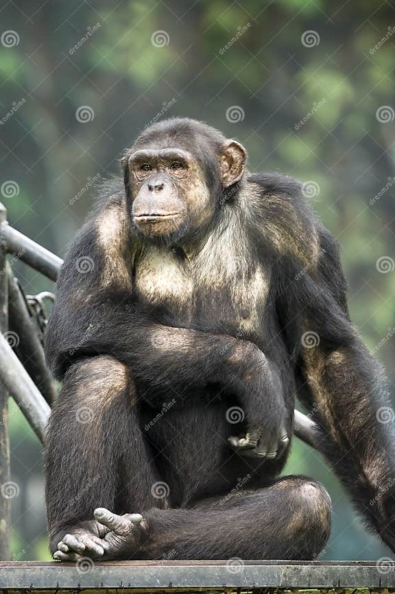 Monkey stock image. Image of animal, darwin, health, nature - 342813