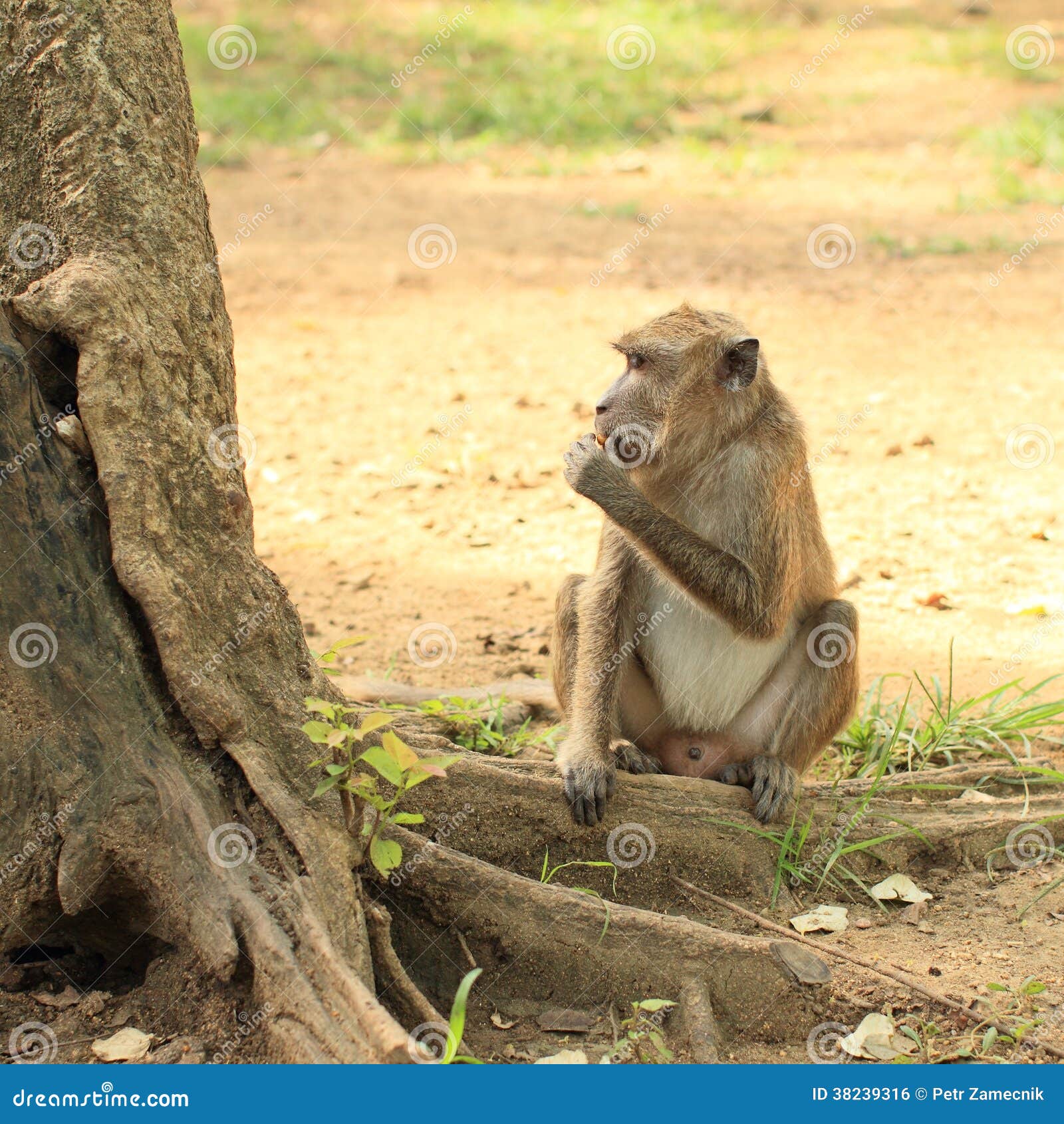 Monkey stock photo. Image of animal, bole, tropical, monkey - 38239316