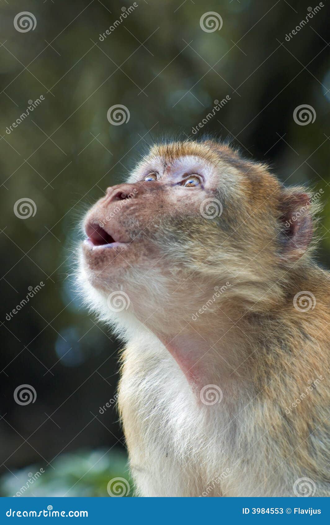 Monkey stock image. Image of yellow, animal, face, wildlife - 3984553