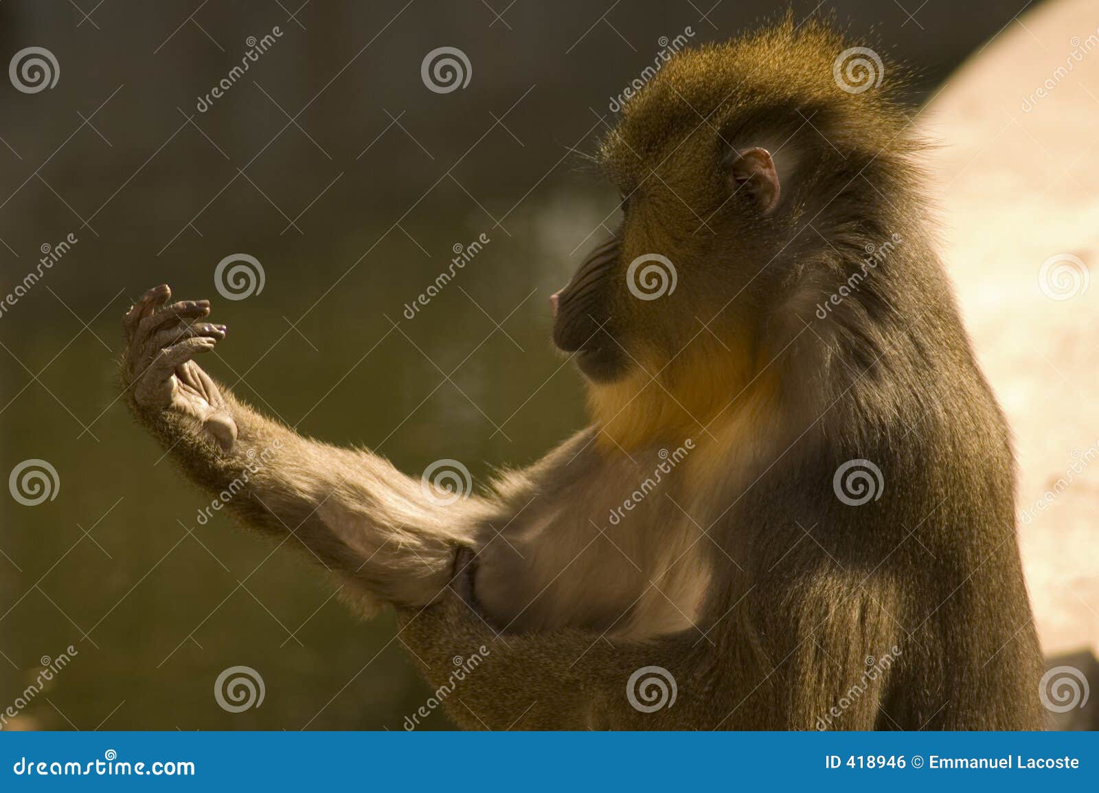 Monkey stock photo. Image of primate, monkey, sits, hand - 418946