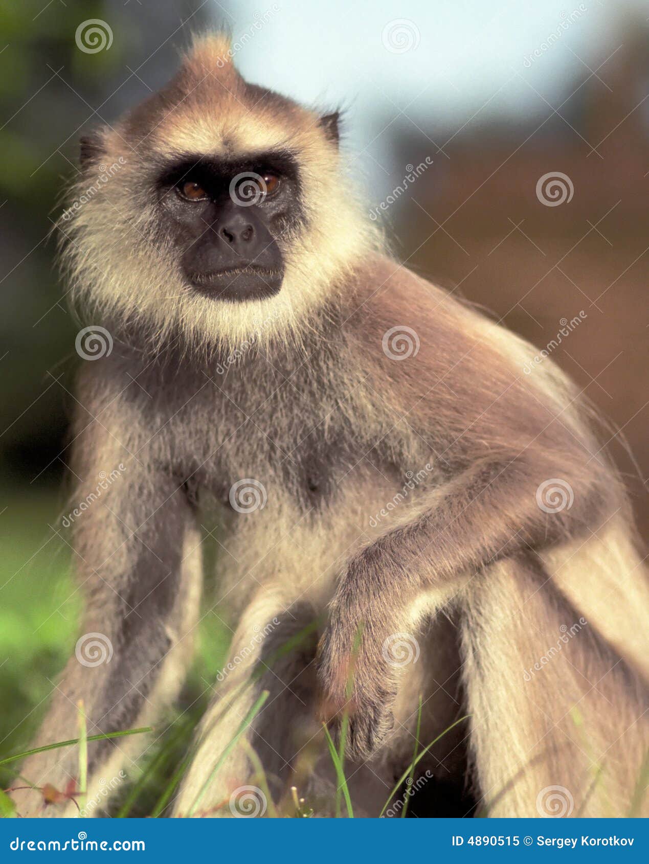 Monkey stock image. Image of lanka, travel, mammals, religion - 4890515