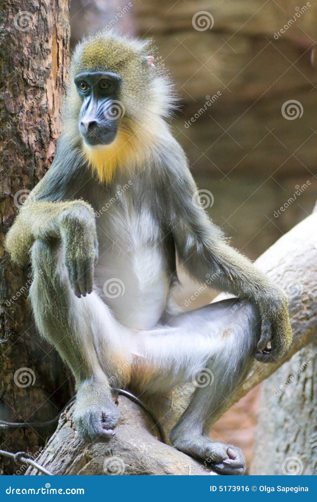 Monkey stock photo. Image of single, hair, forest, branch - 5173916