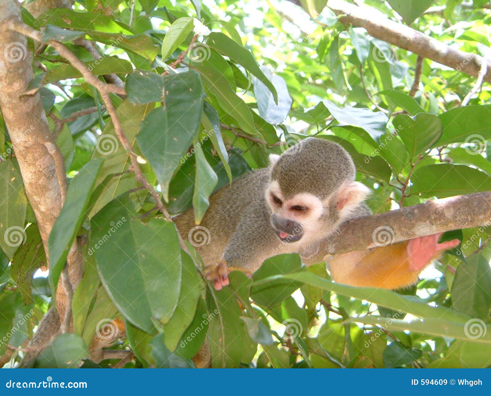Monkey Actively Climbing Stock Photos - Free & Royalty-Free Stock ...