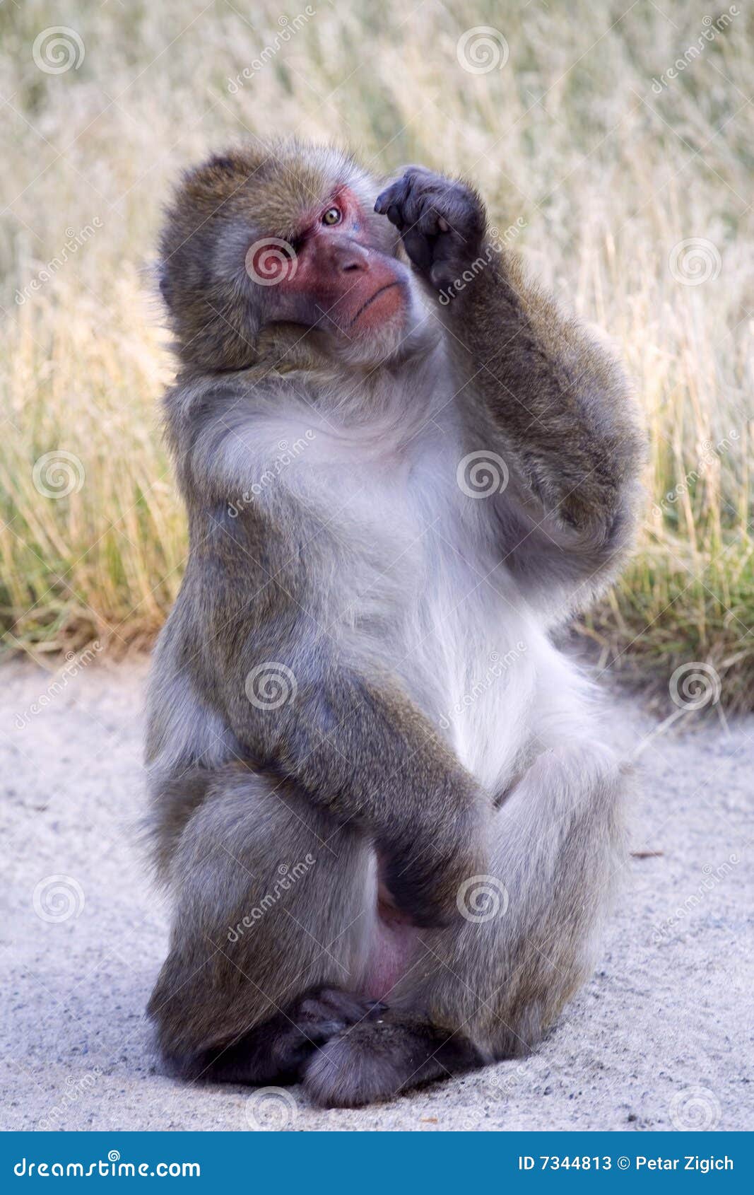 Monkey stock image. Image of trim, care, wild, frown, primate - 7344813