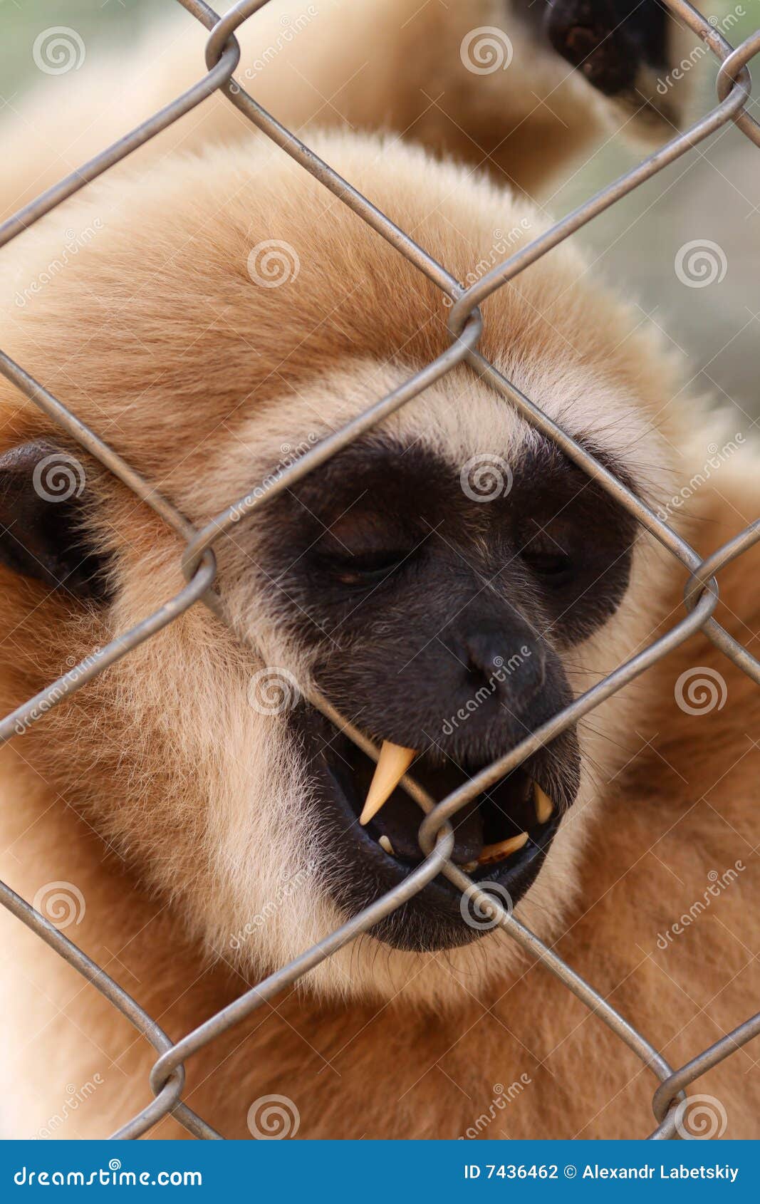 The monkey stock photo. Image of grief, sight, cell, primate - 7436462