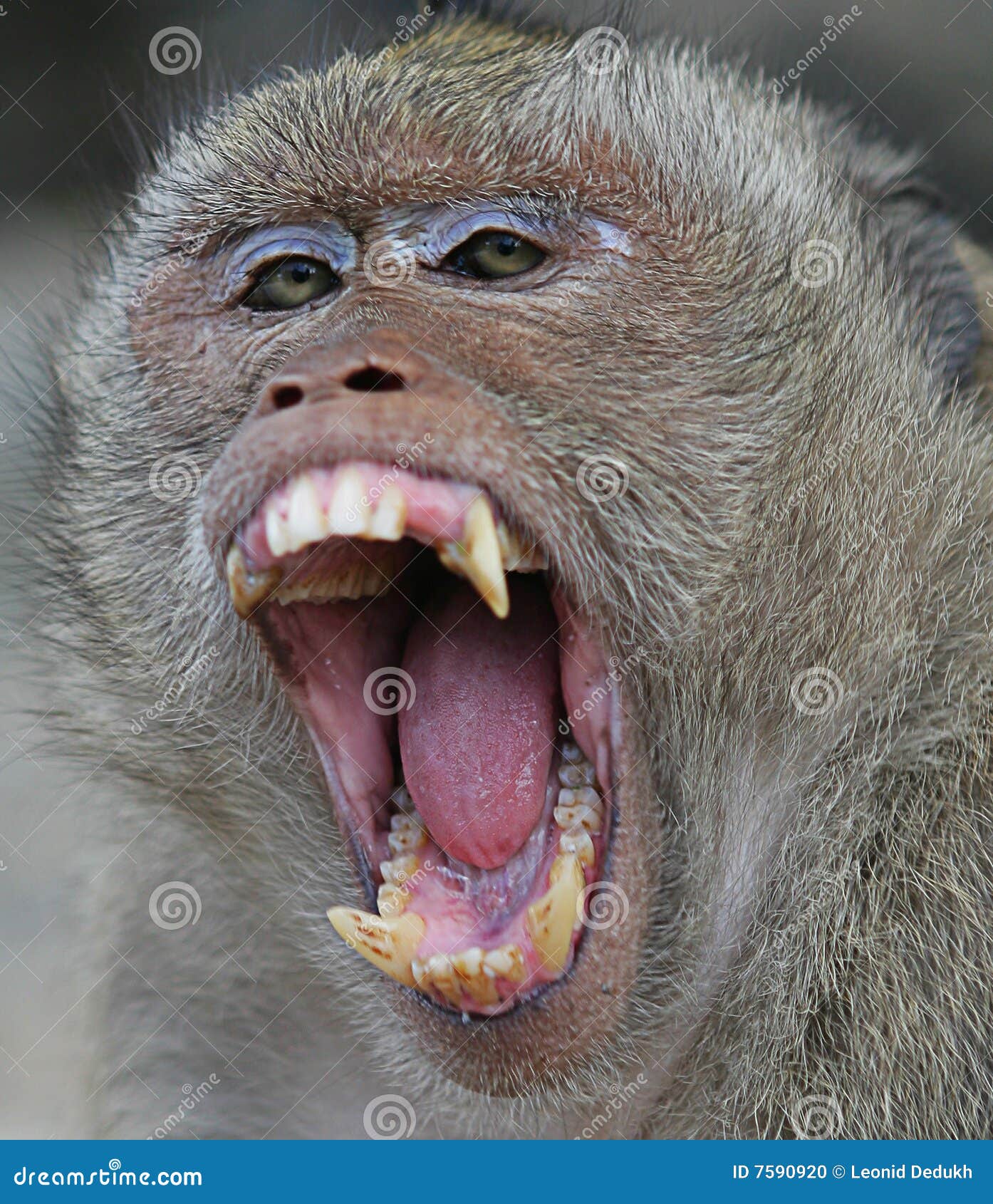 Gargos looks fantastic, though he may need an orthodontist - Page 2 ...