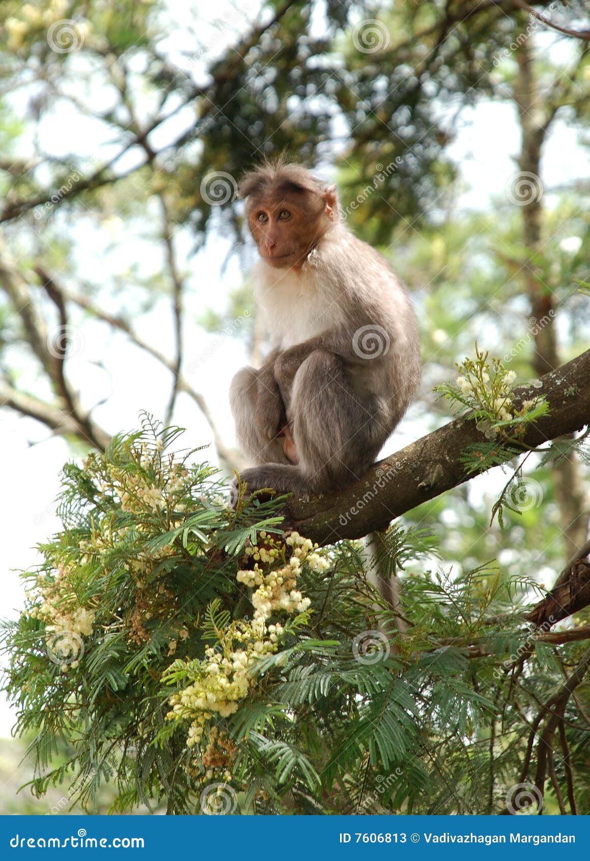 Monkey stock image. Image of branch, rhesus, angry, tree - 7606813