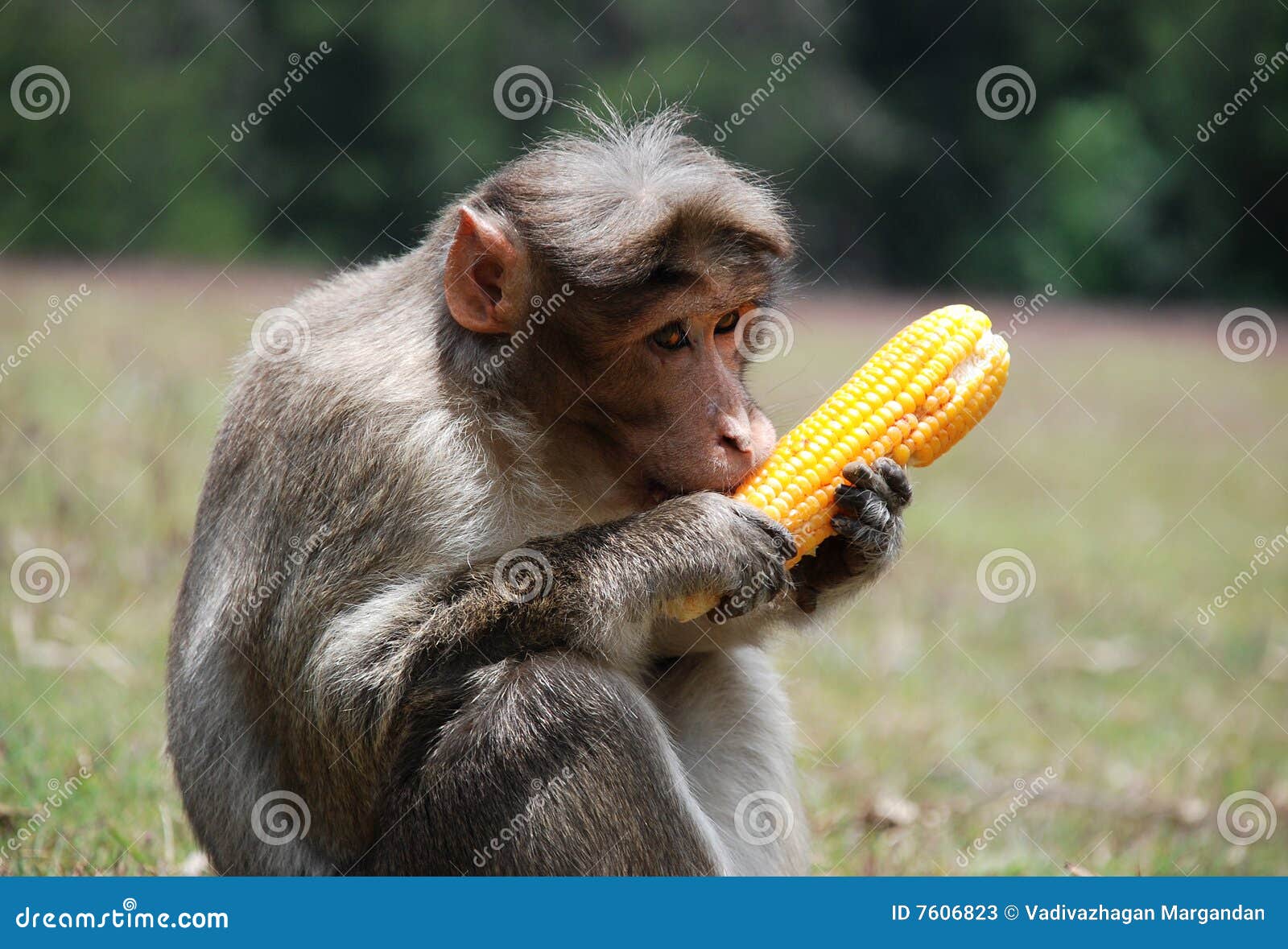 Monkey stock image. Image of wilderness, anger, rhesus - 7606823