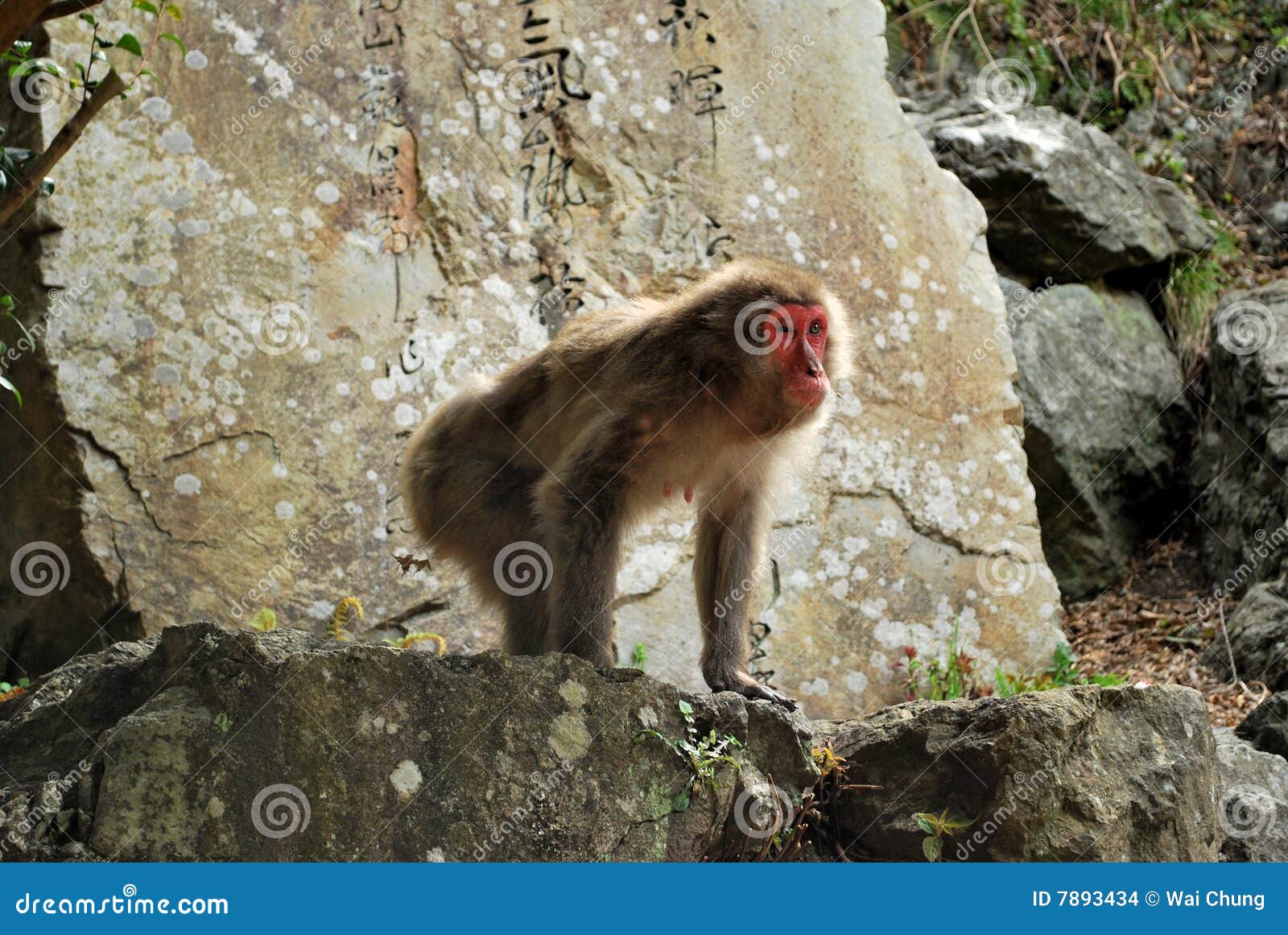 Monkey stock photo. Image of osaka, front, brown, character - 7893434
