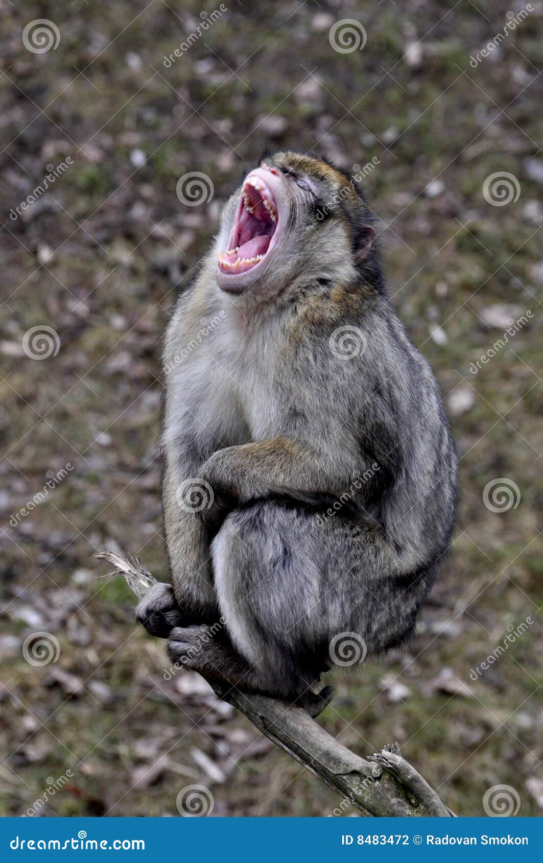 Monkey stock photo. Image of tang, mouth, monkey, macac - 8483472