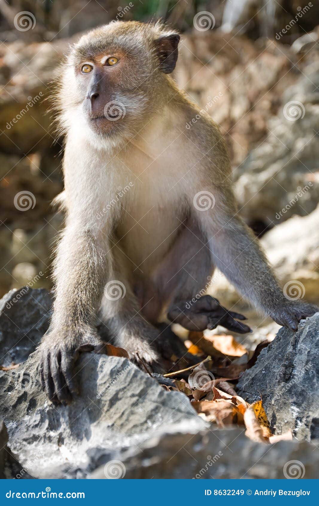 Monkey stock image. Image of color, body, male, leaf, animal - 8632249