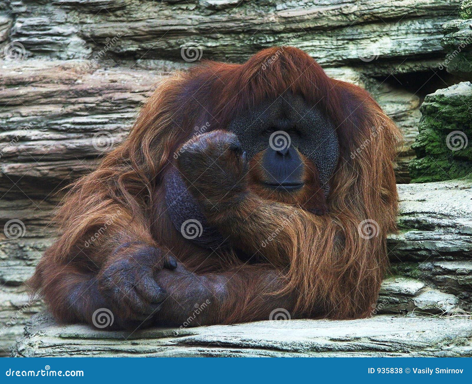 Monkey stock photo. Image of surprise, show, animal, laugh - 935838