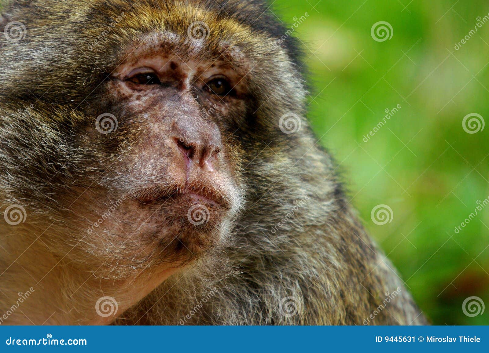 View Into Monkey Bay, Rocky Cove With Trees With Crystal Clear Blue ...