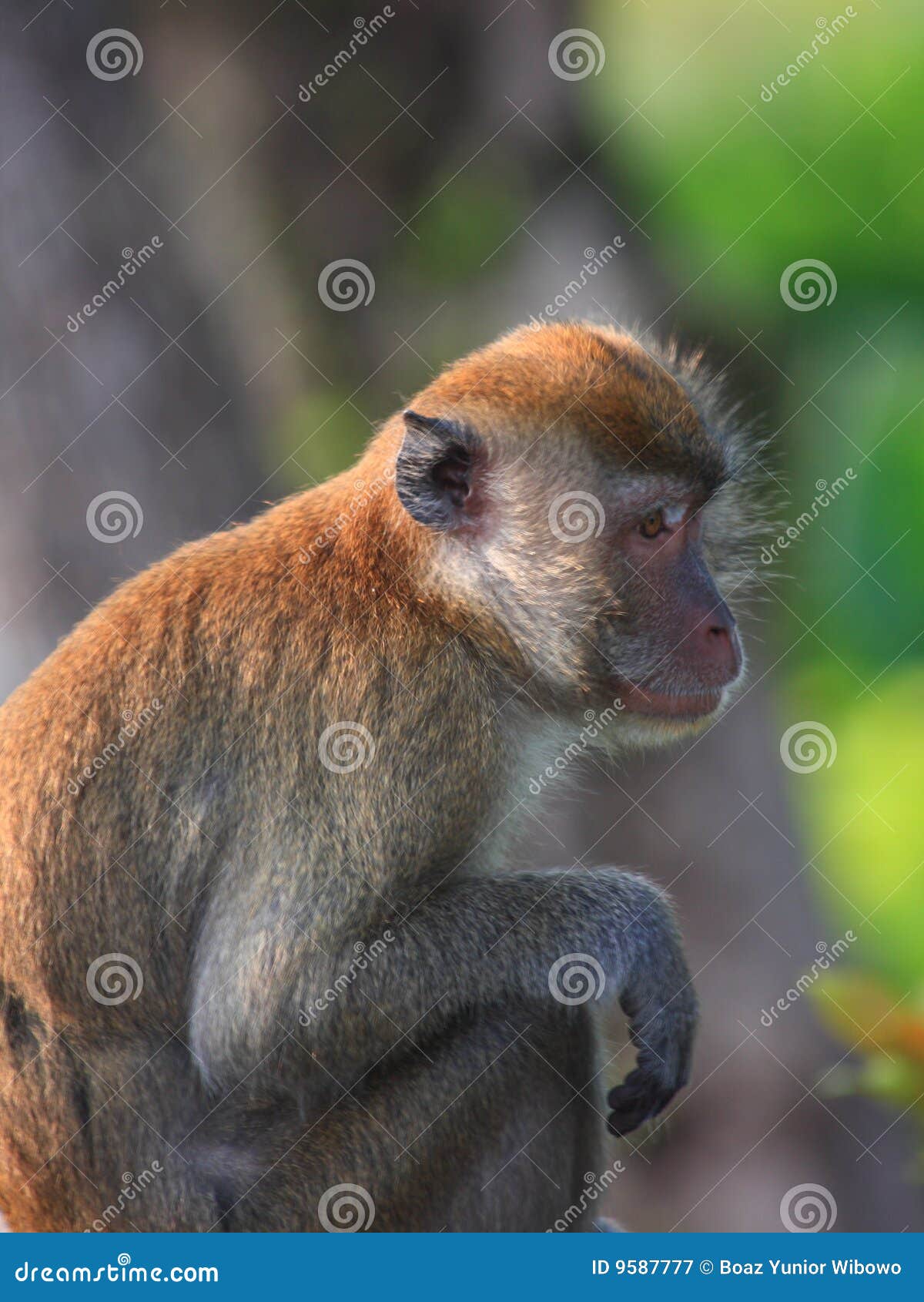 Monkey stock image. Image of stare, animal, park, look - 9587777