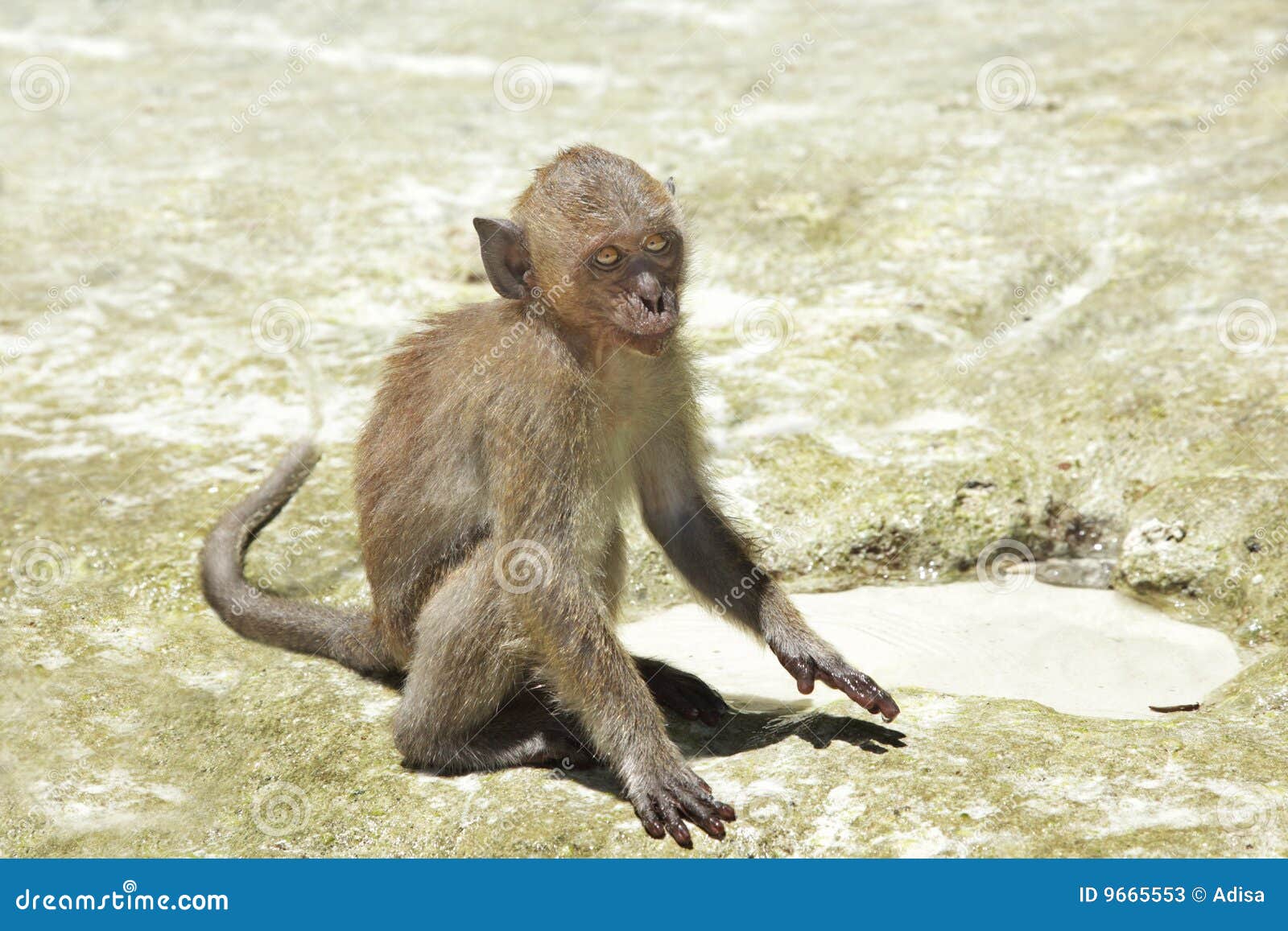 Monkey stock image. Image of sand, monkey, nature, wild - 9665553