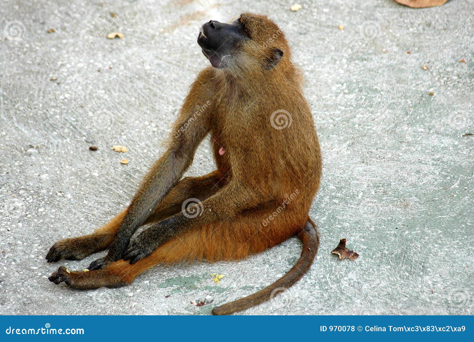 Monkey stock photo. Image of look, zoological, chill, alone - 970078