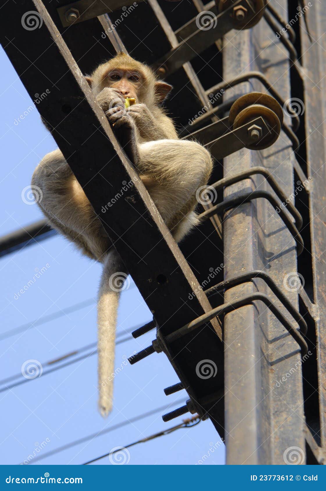 Monkey above stock photo. Image of electric, front, lopburi - 23773612