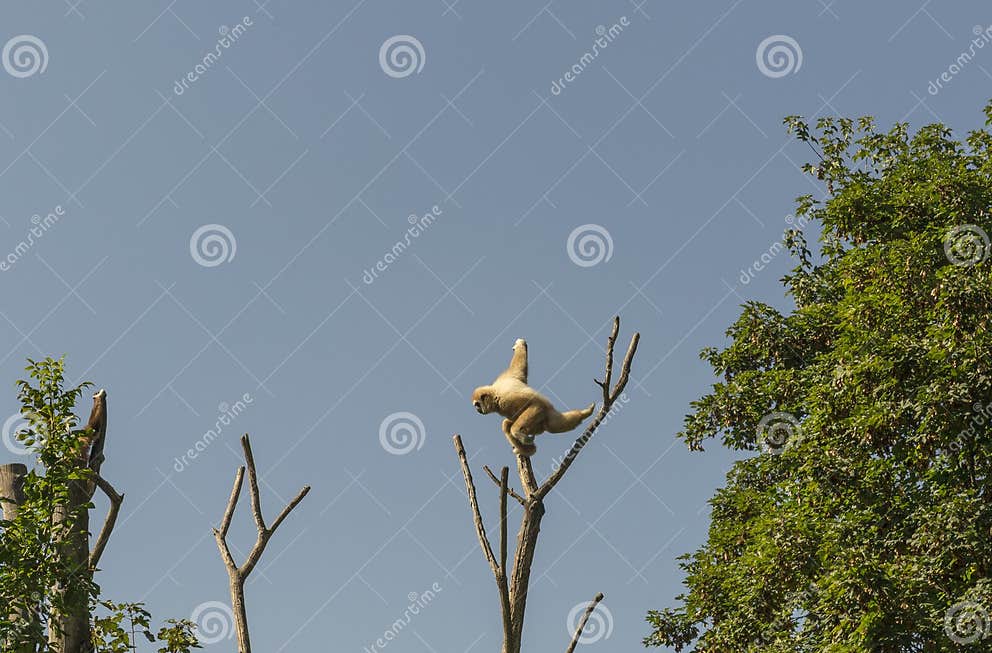 Monkey acrobat in the air stock photo. Image of acrobat - 295572364