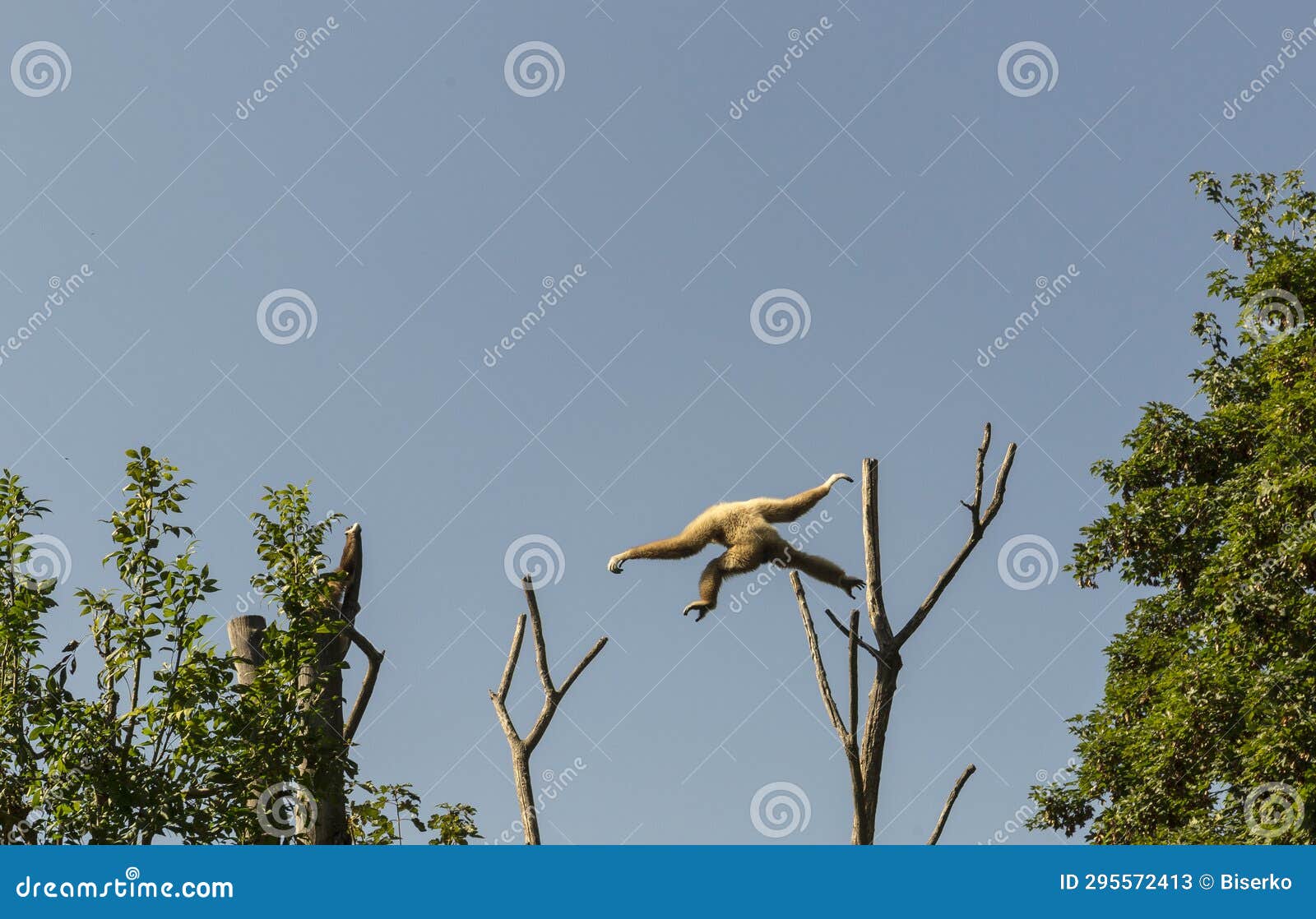 Monkey acrobat in the air stock image. Image of leaf - 295572413