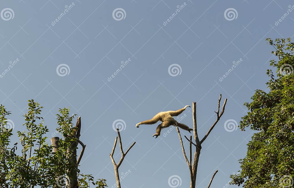 Monkey acrobat in the air stock image. Image of leaf - 295572413