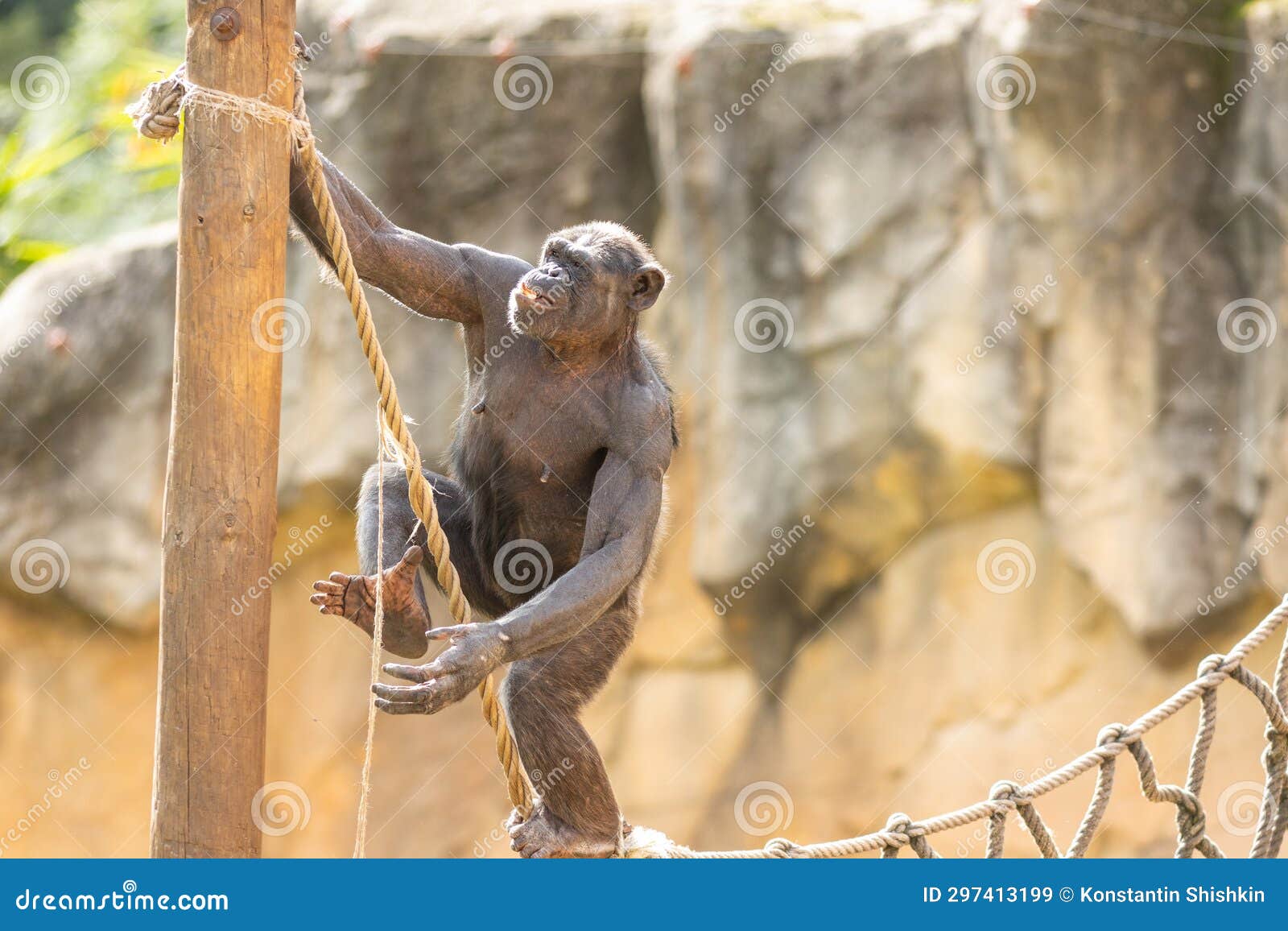 Monkey Acrobatics: a Playful Primate Ascending a Rope with Agility and ...