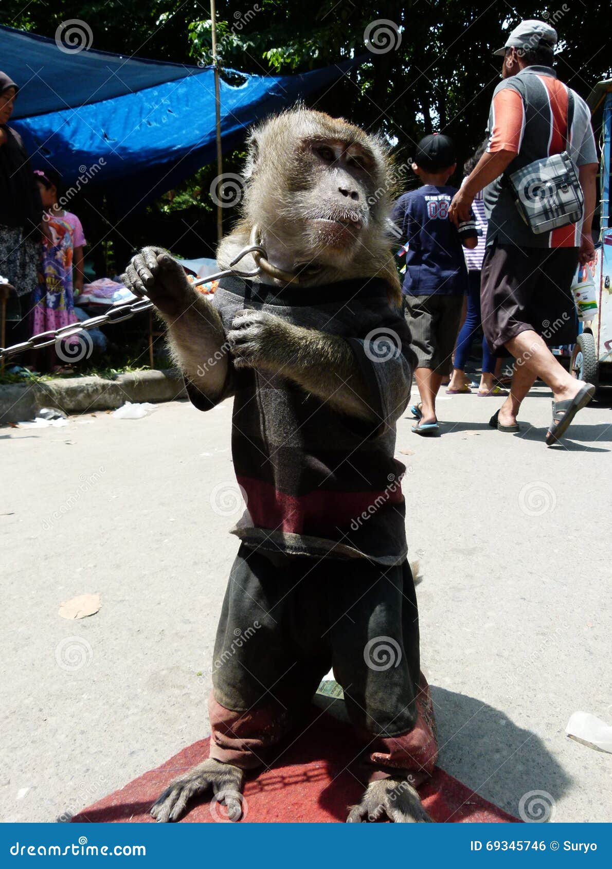 Monkey acrobatics editorial photo. Image of preparing - 69345746