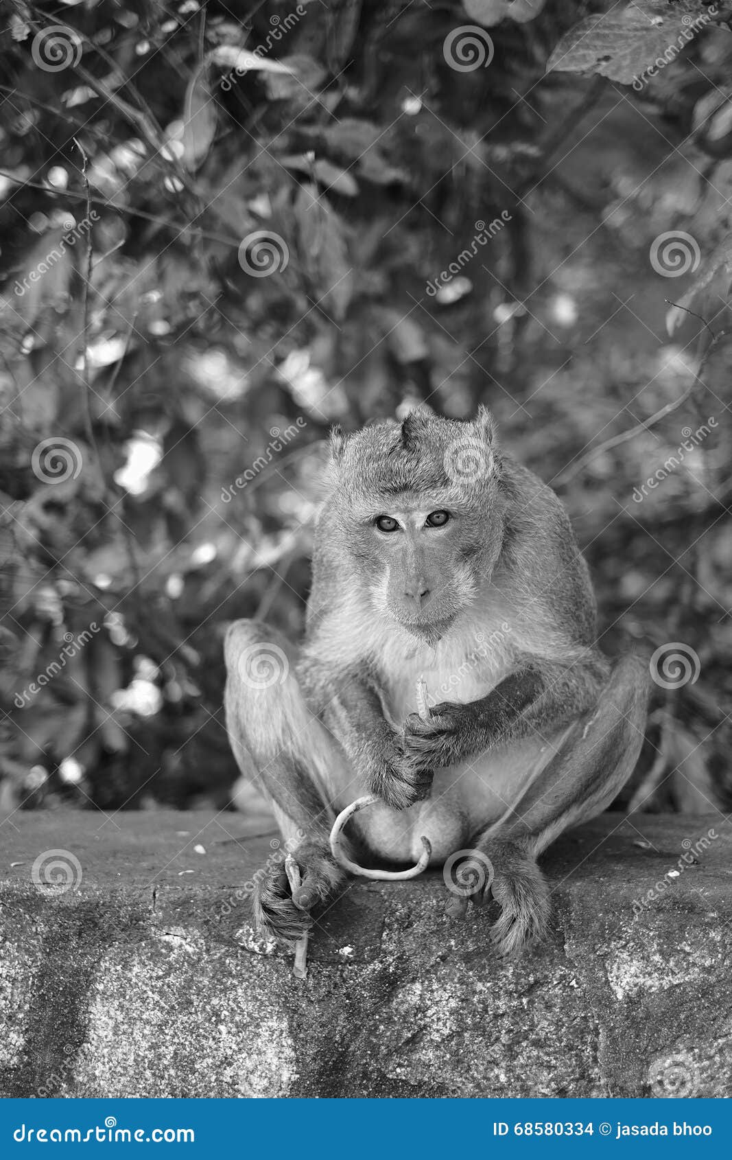 A monkey stock photo. Image of grascale, animal, wild - 68580334
