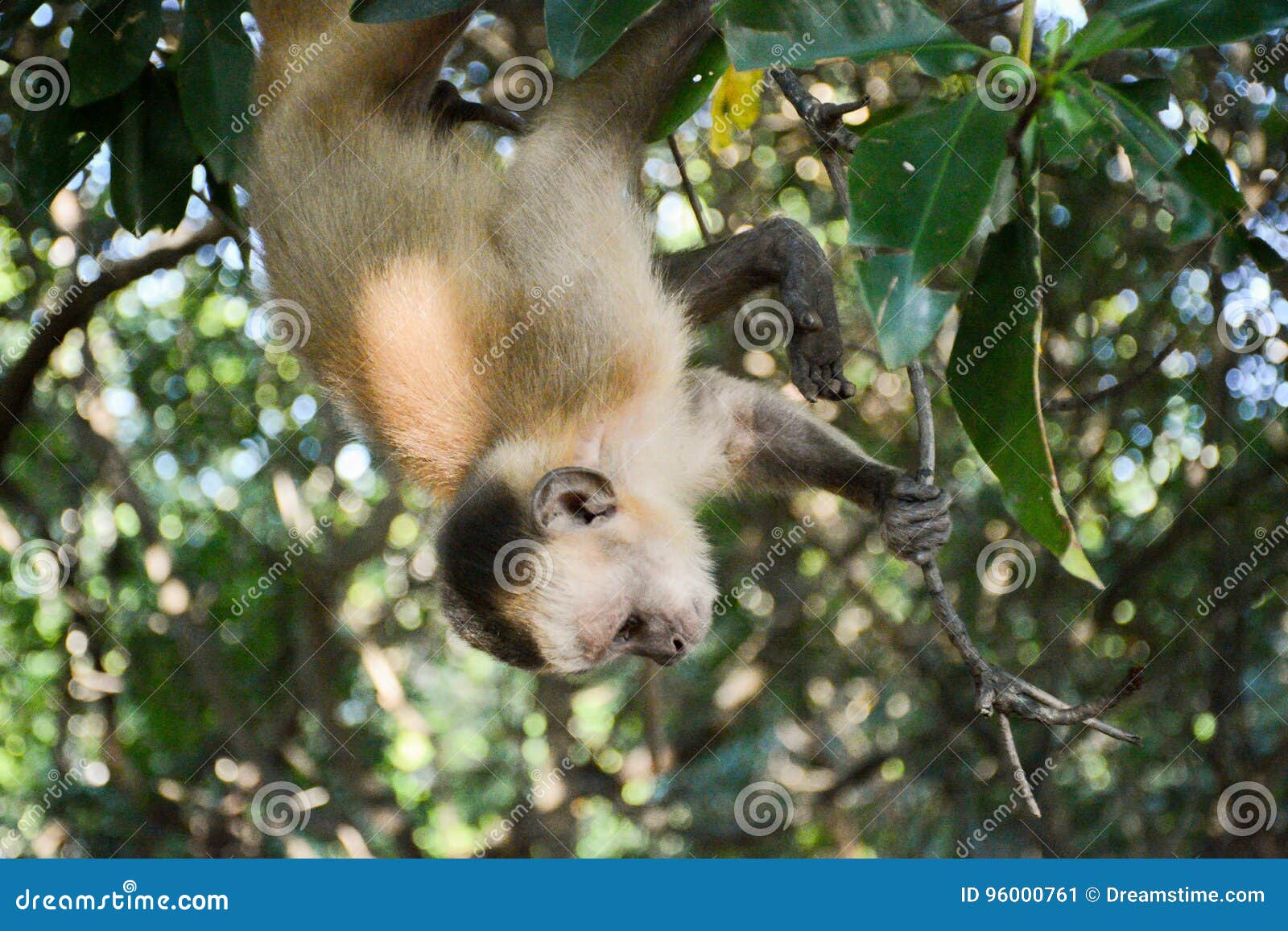 Monkey action stock image. Image of food, nature, staring - 96000761