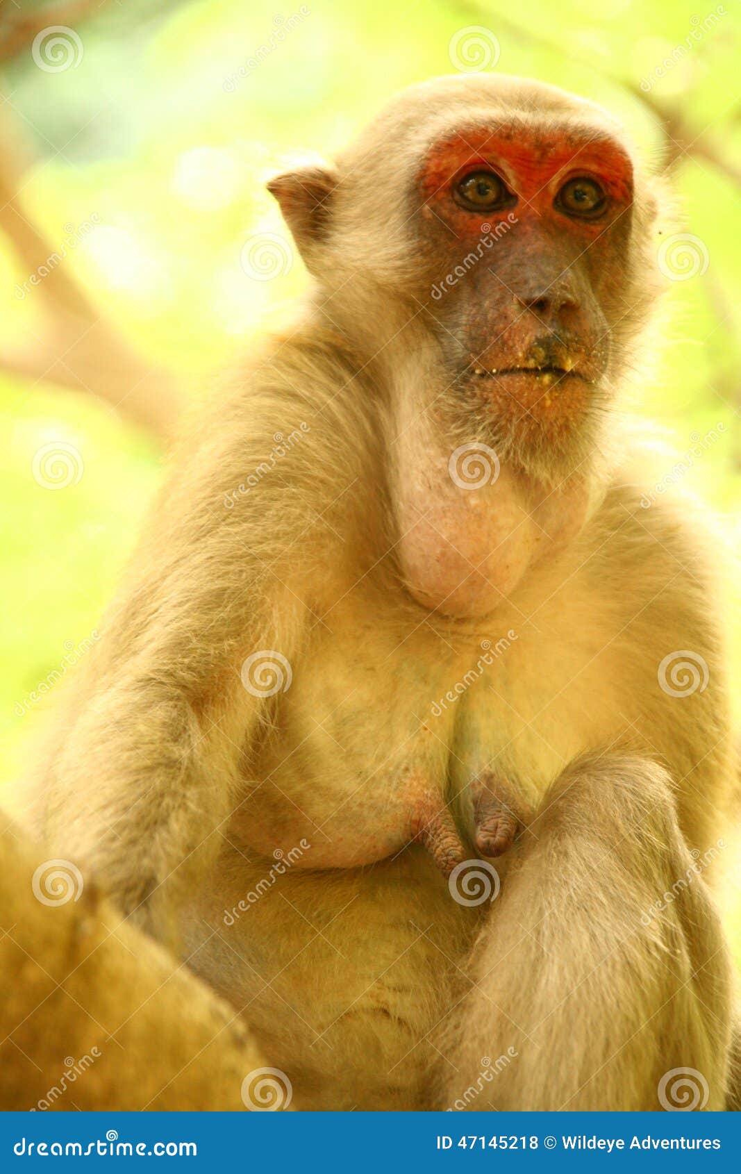 Monkey stock photo. Image of adult, thailand, wildlife - 47145218