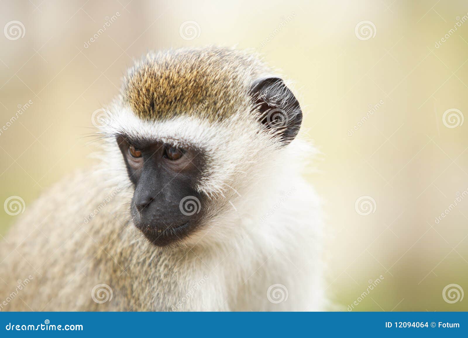 Monkey in Africa stock photo. Image of animal, looking - 12094064