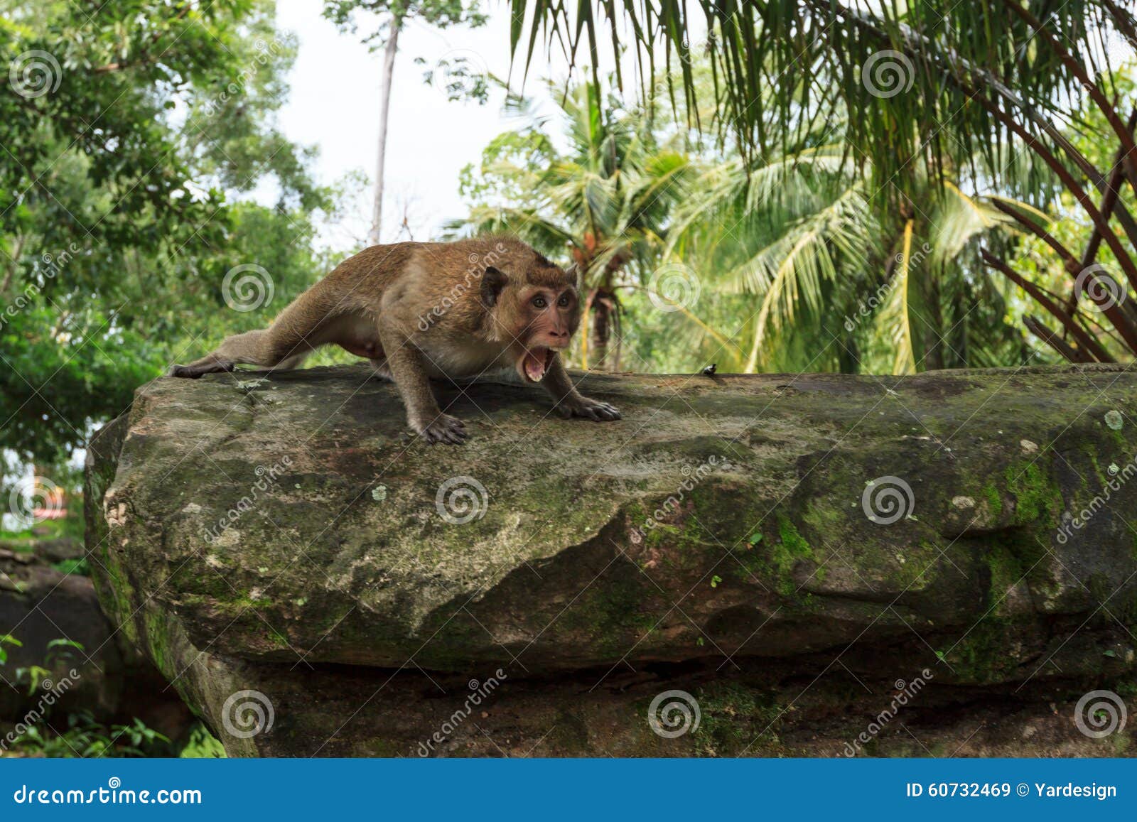 Monkey in Aggressive Pose on a Stone Stock Image - Image of jungle ...