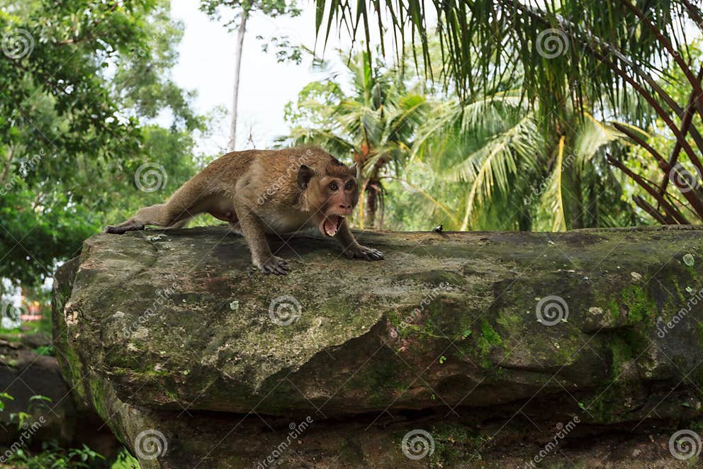 Monkey in Aggressive Pose on a Stone Stock Image - Image of jungle ...
